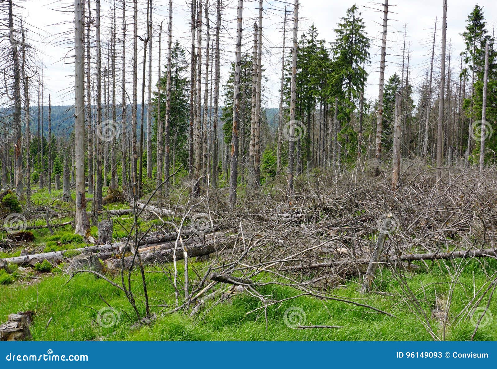 Forest dieback stock image. Image of danger, death, disaster - 96149093