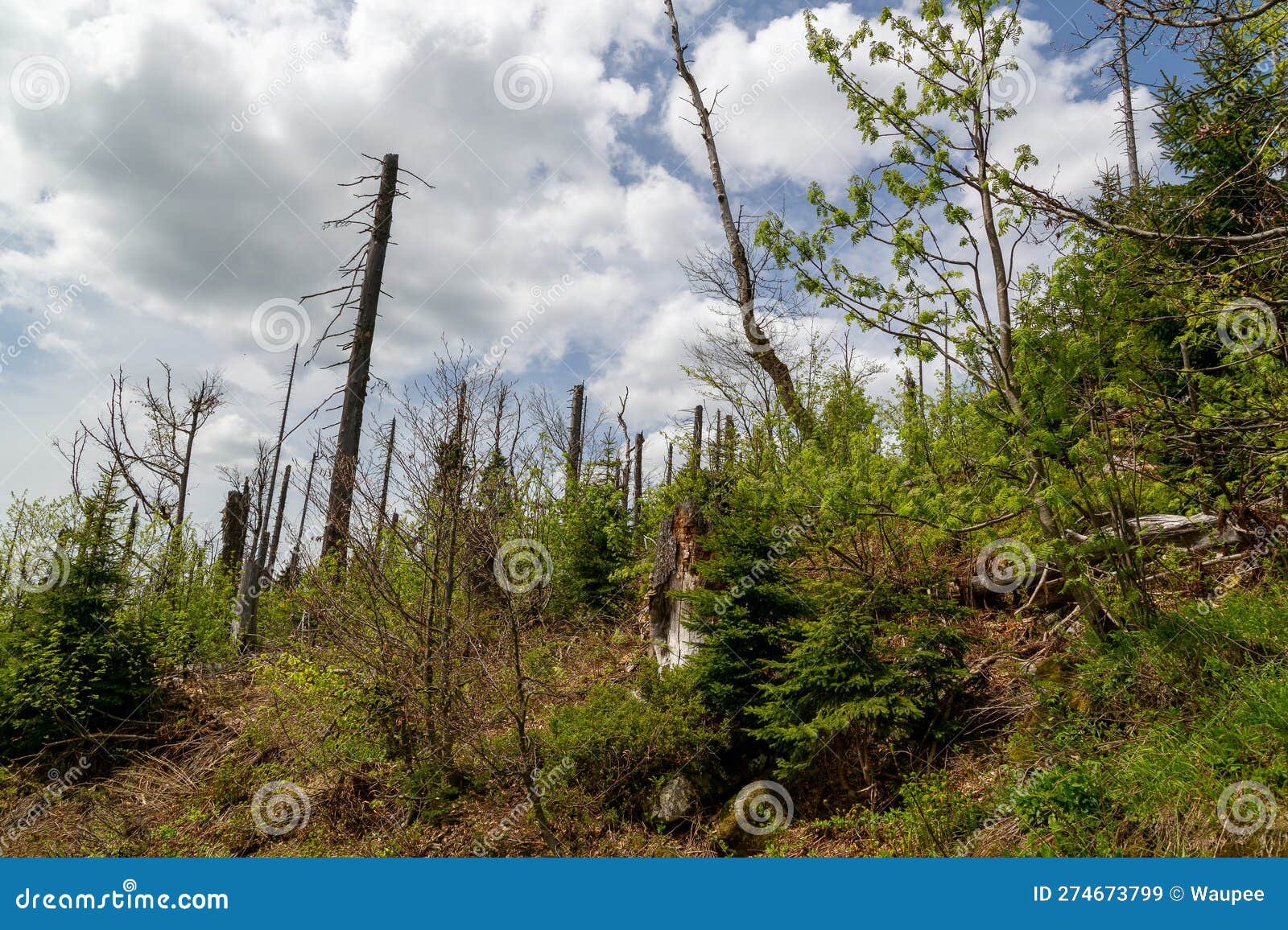 Forest Dieback, Dead Trees in the Forest at Lusen, Bavarian Forest ...