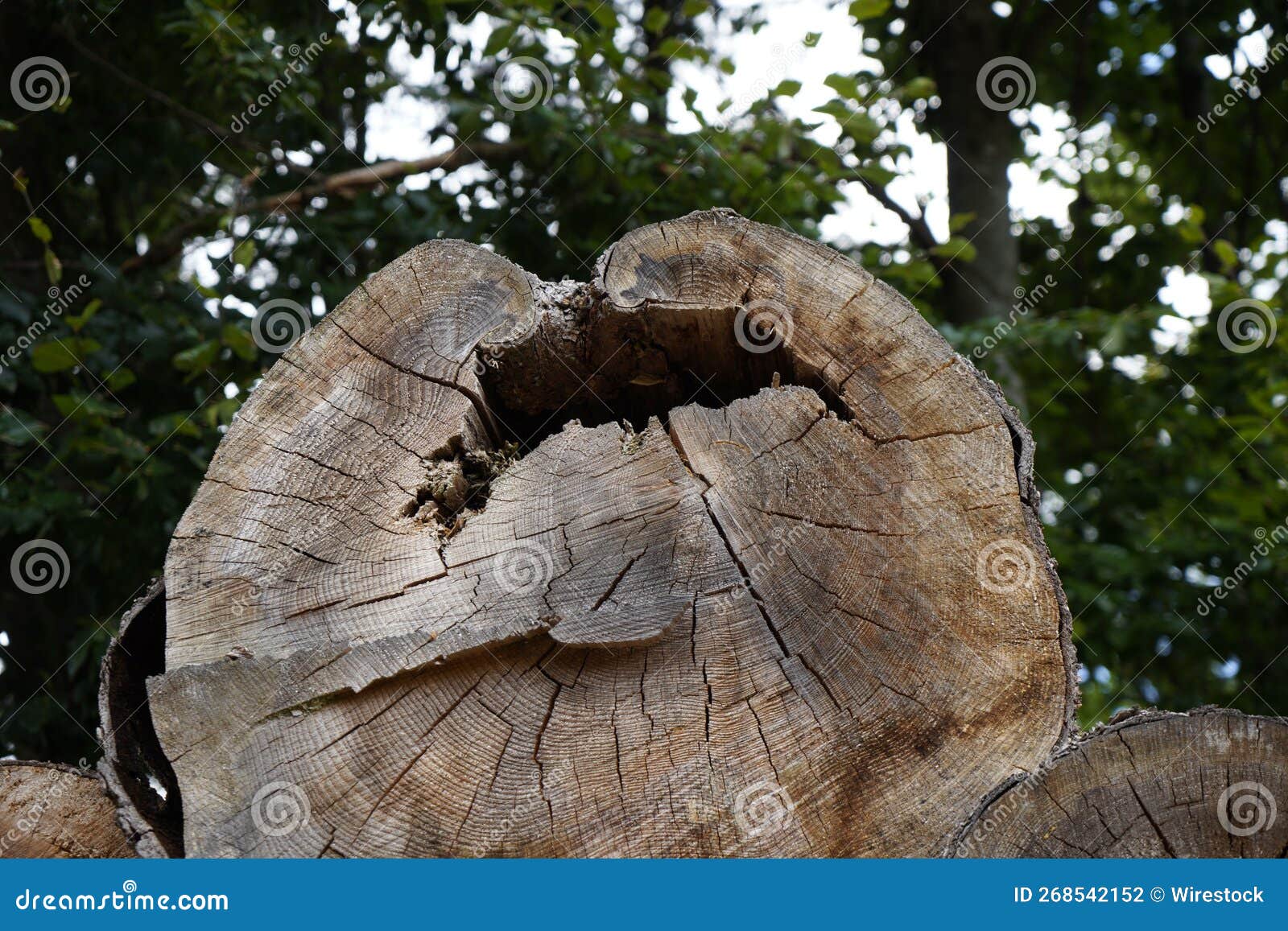 Forest Dieback Due To Climate Change, Drought and Storms and Def Stock ...
