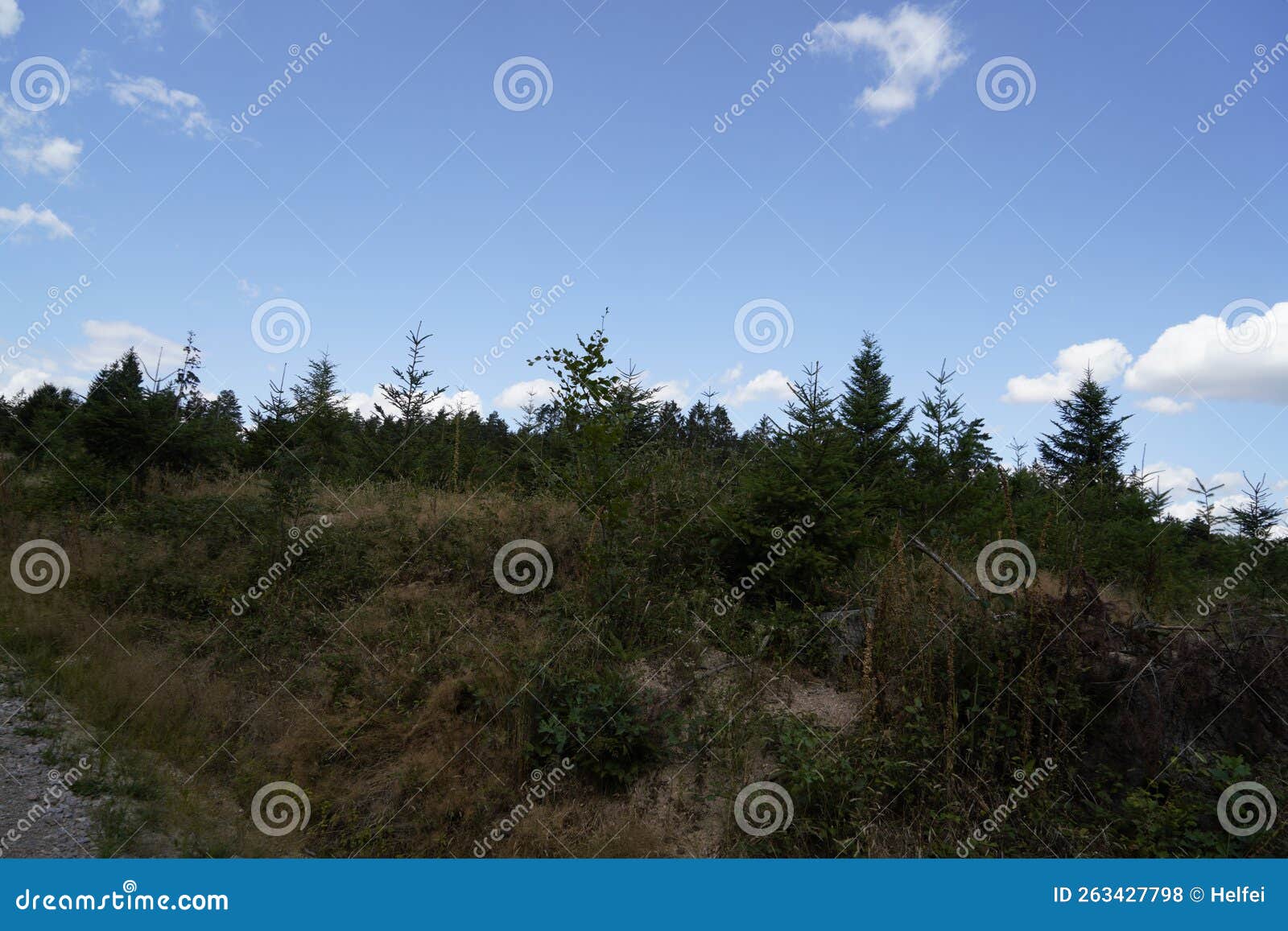 Forest Dieback Due To Climate Change, Drought and Storms and ...