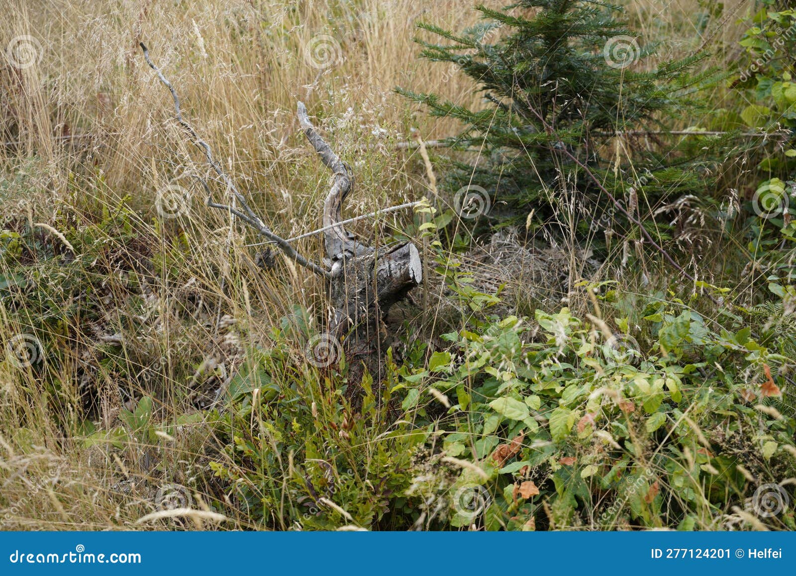Forest Dieback Due To Climate Change, Drought and Storms and ...