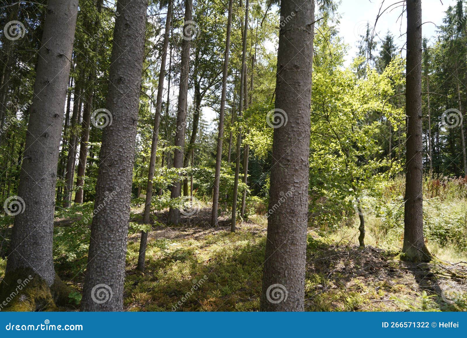 Forest Dieback Due To Climate Change, Drought and Storms and ...