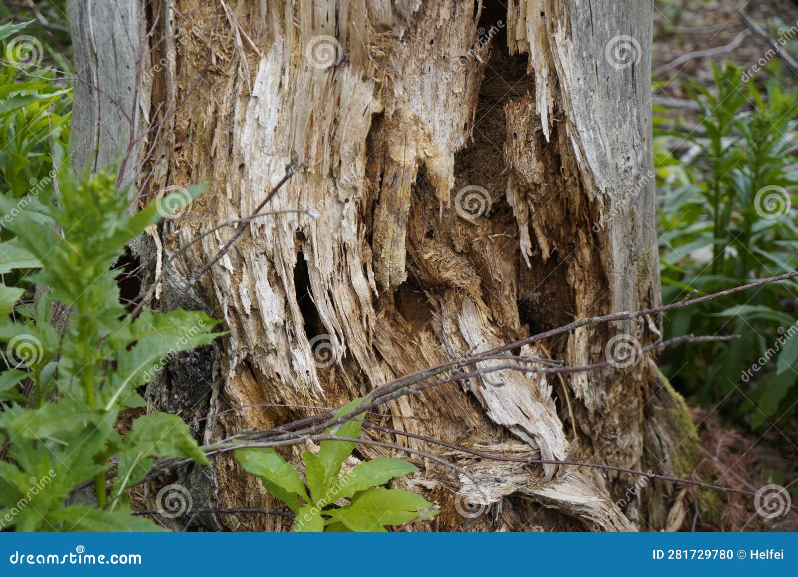 Forest Dieback Due To Climate Change, Drought and Storms and ...
