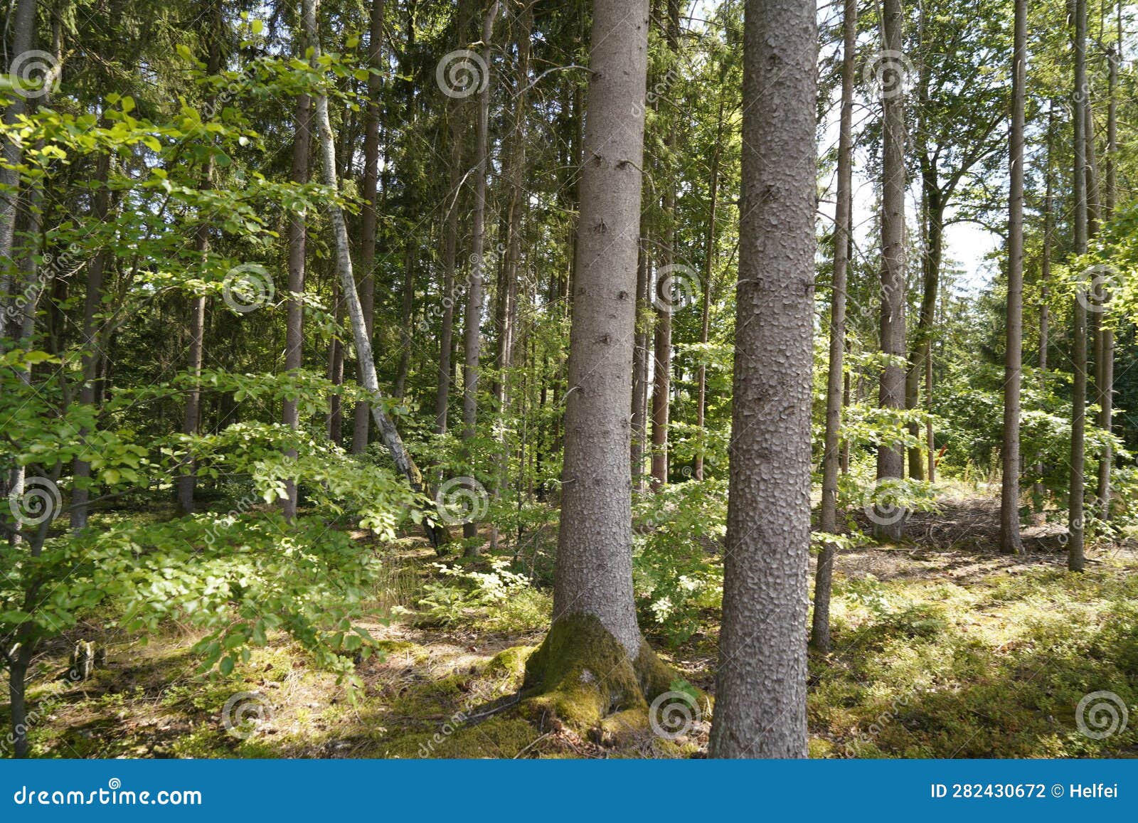 Forest Dieback Due To Climate Change, Drought and Storms and ...
