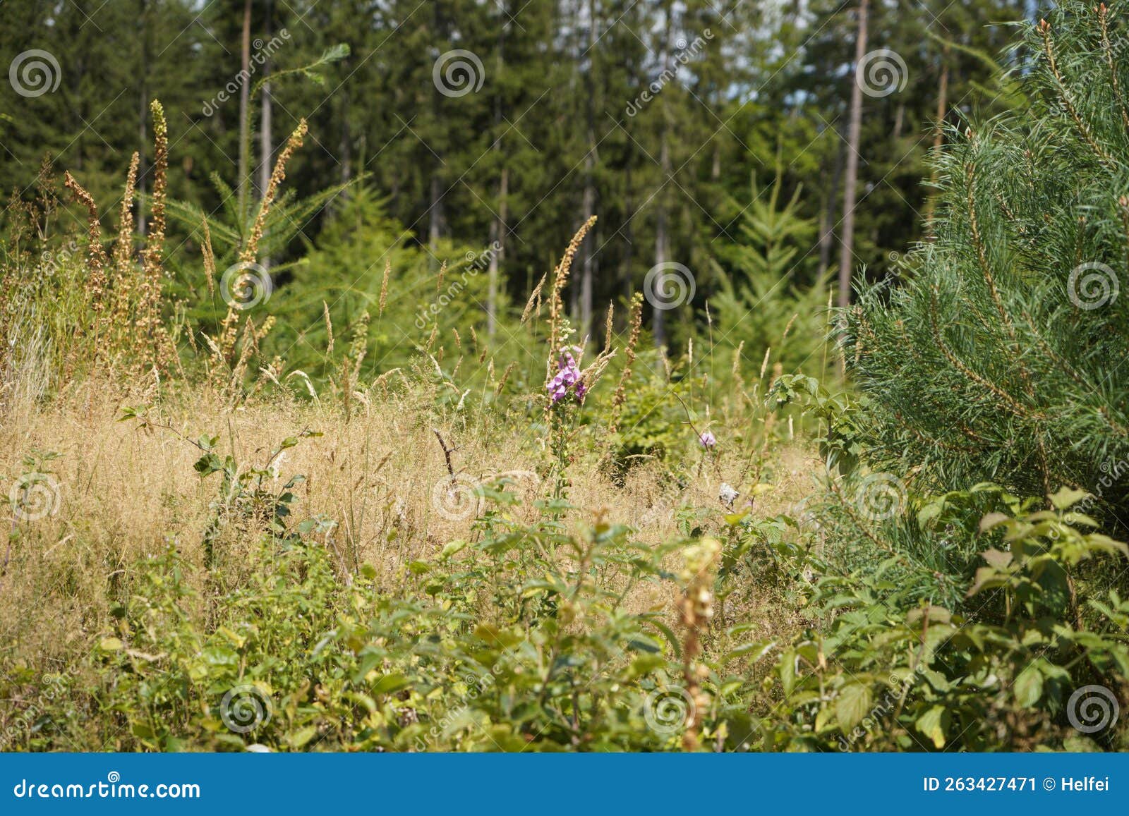 Forest Dieback Due To Climate Change, Drought and Storms and ...