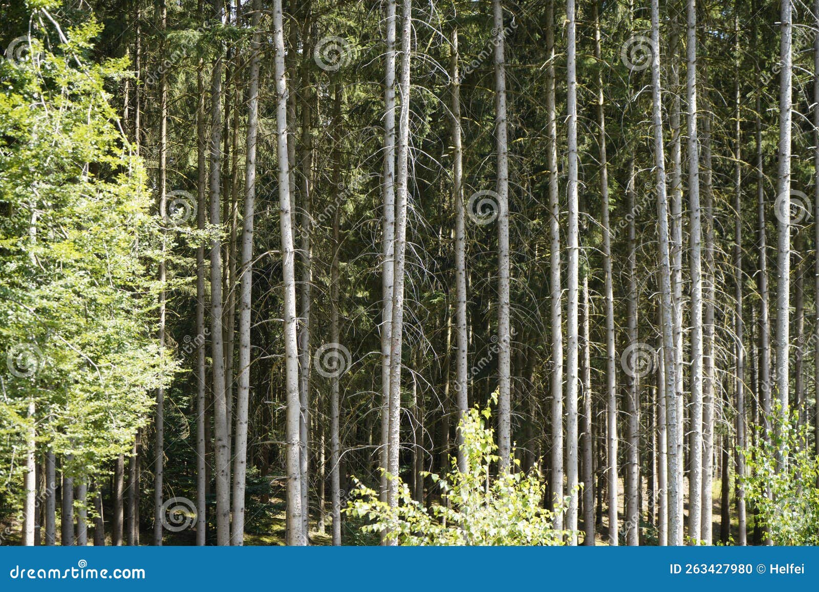 Forest Dieback Due To Climate Change, Drought and Storms and ...