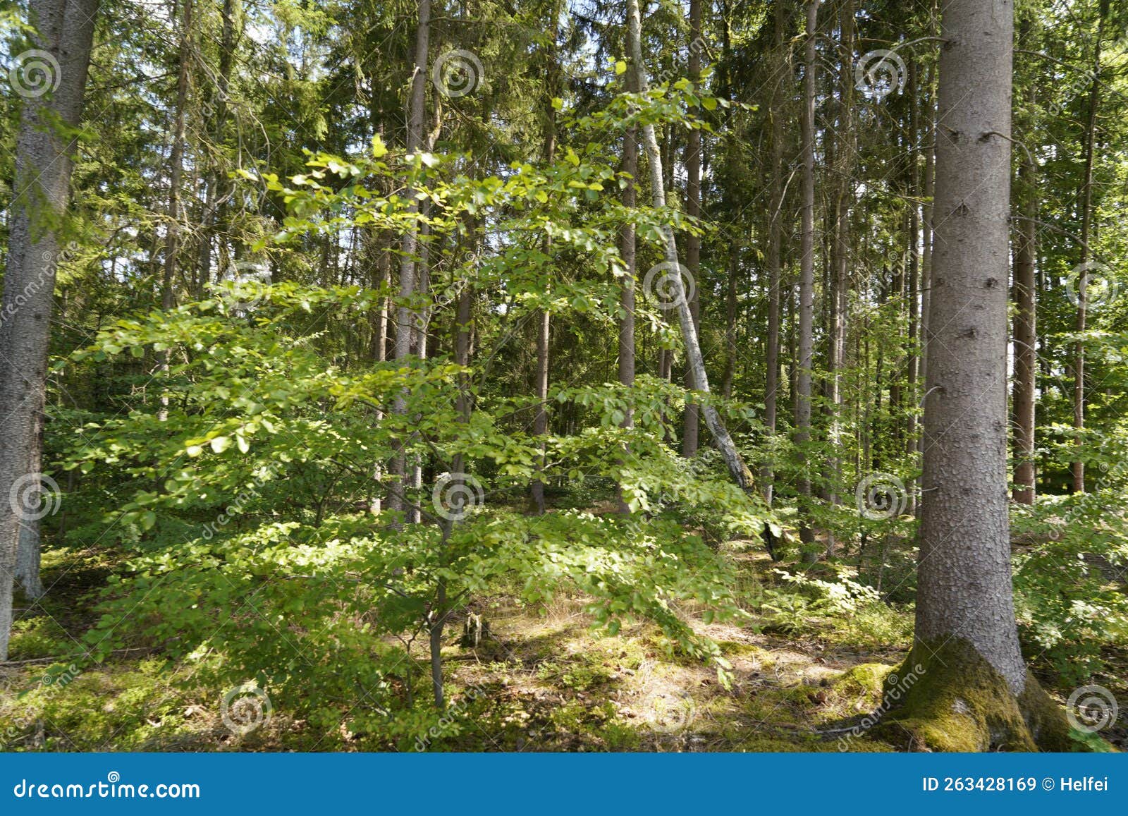 Forest Dieback Due To Climate Change, Drought and Storms and ...