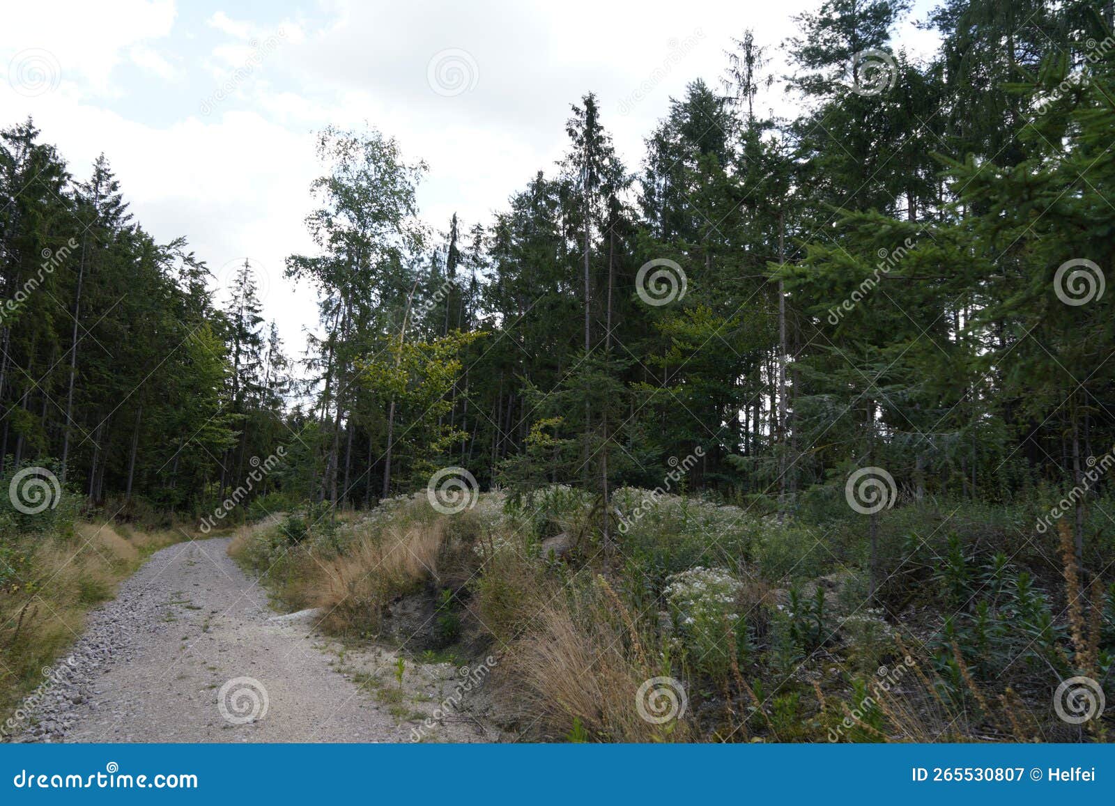 Forest Dieback Due To Climate Change, Drought and Storms and ...