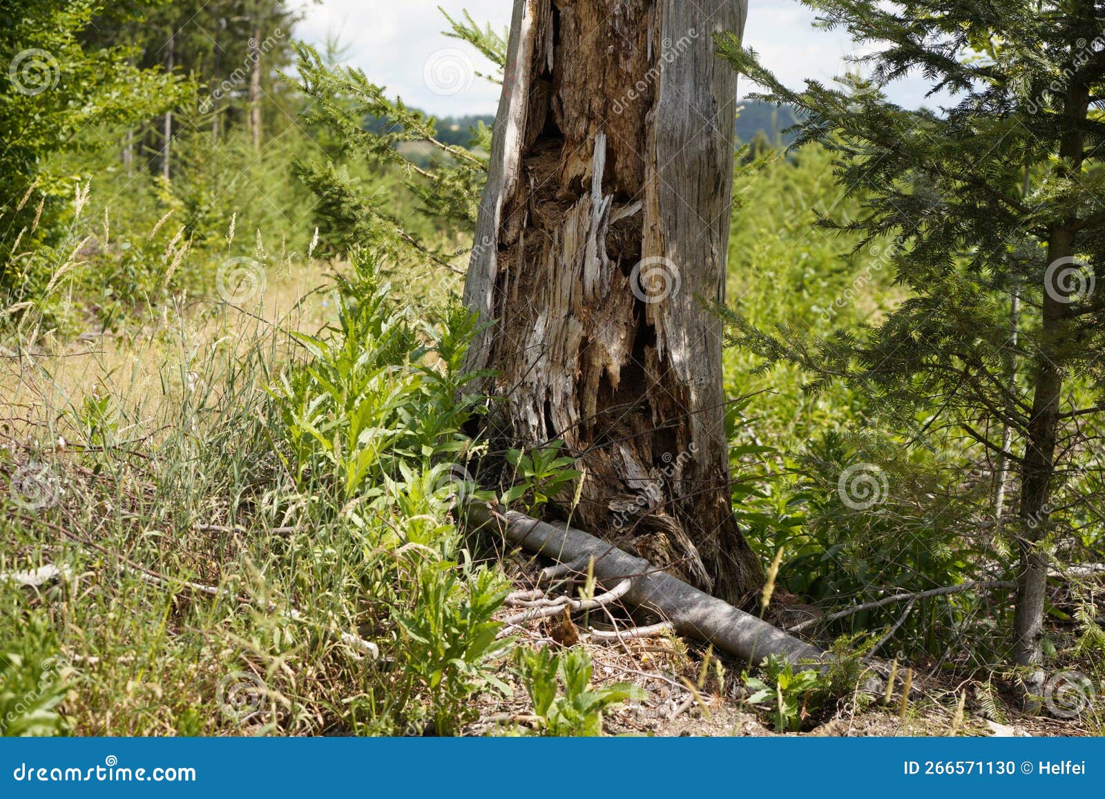 Forest Dieback Due To Climate Change, Drought and Storms and ...