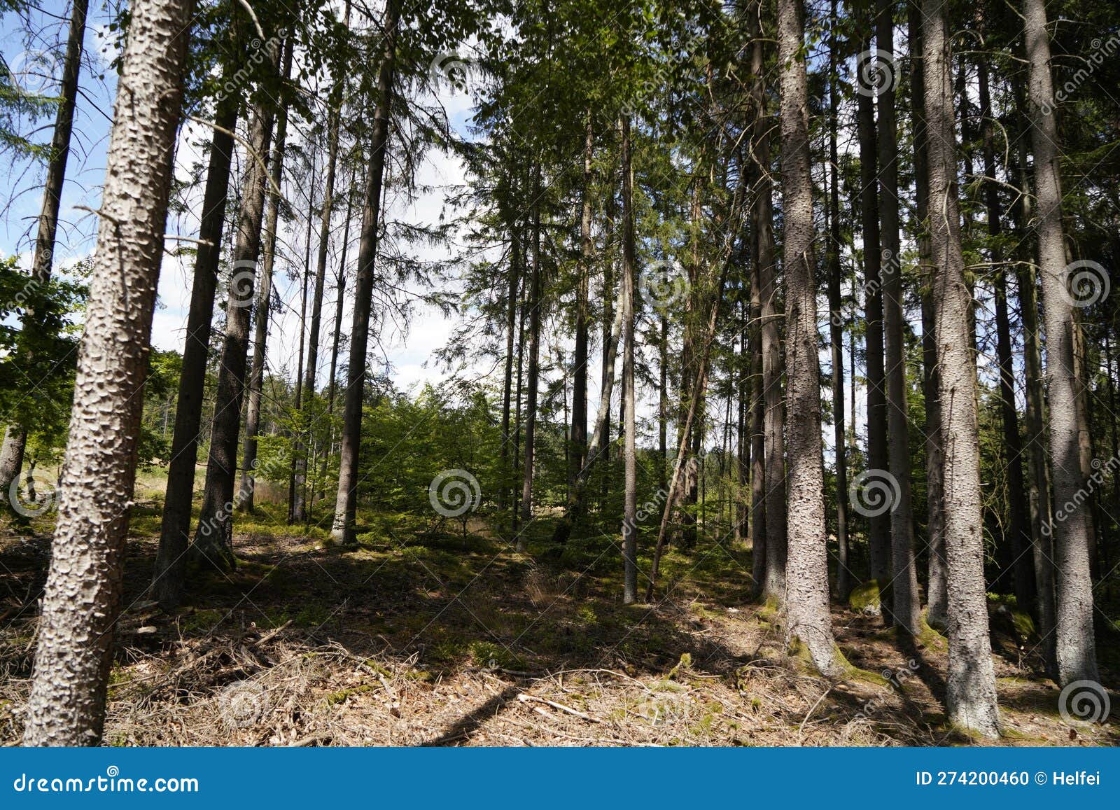 Forest Dieback Due To Climate Change, Drought and Storms and ...