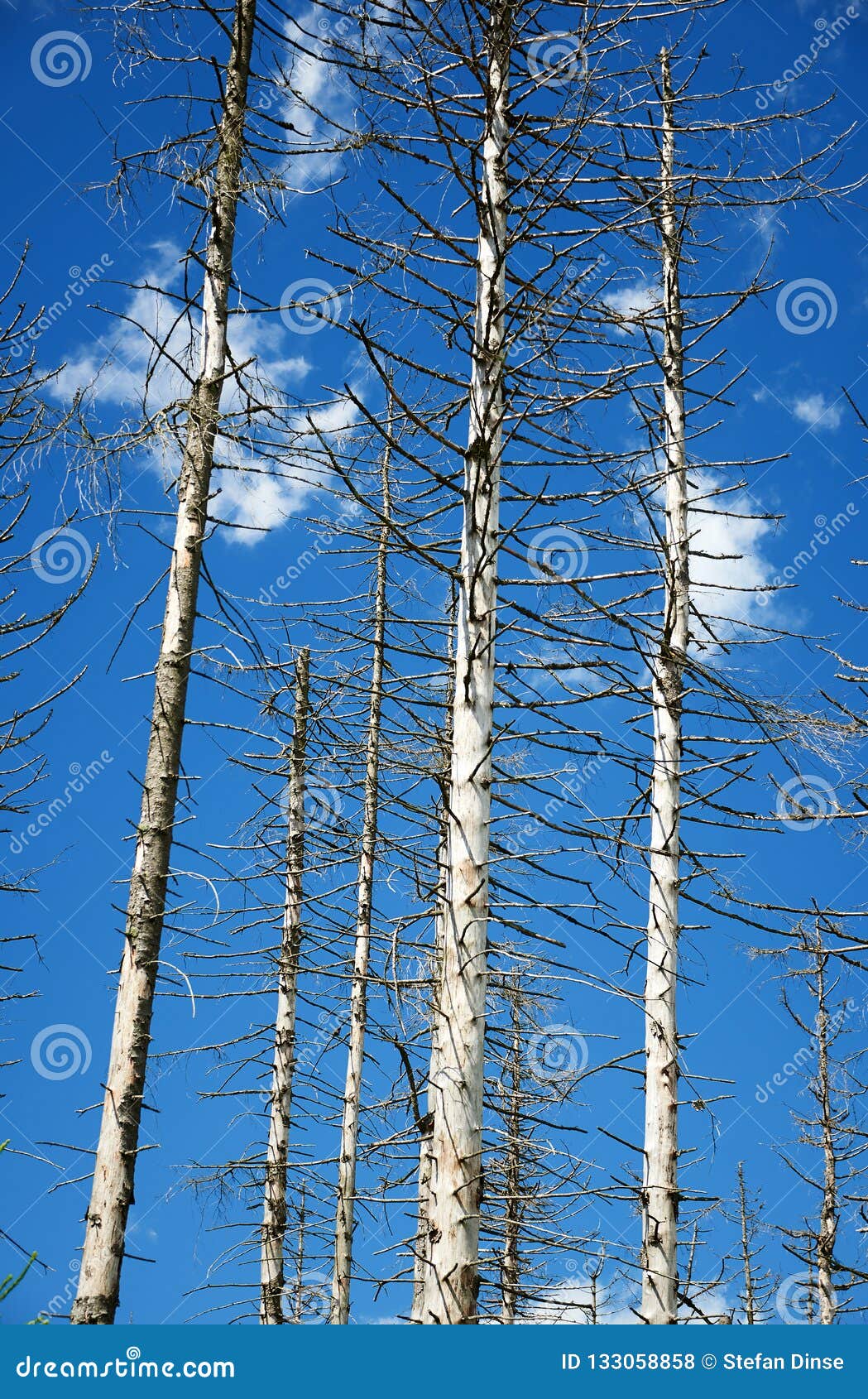 Forest dieback stock photo. Image of deforestation, danger - 133058858