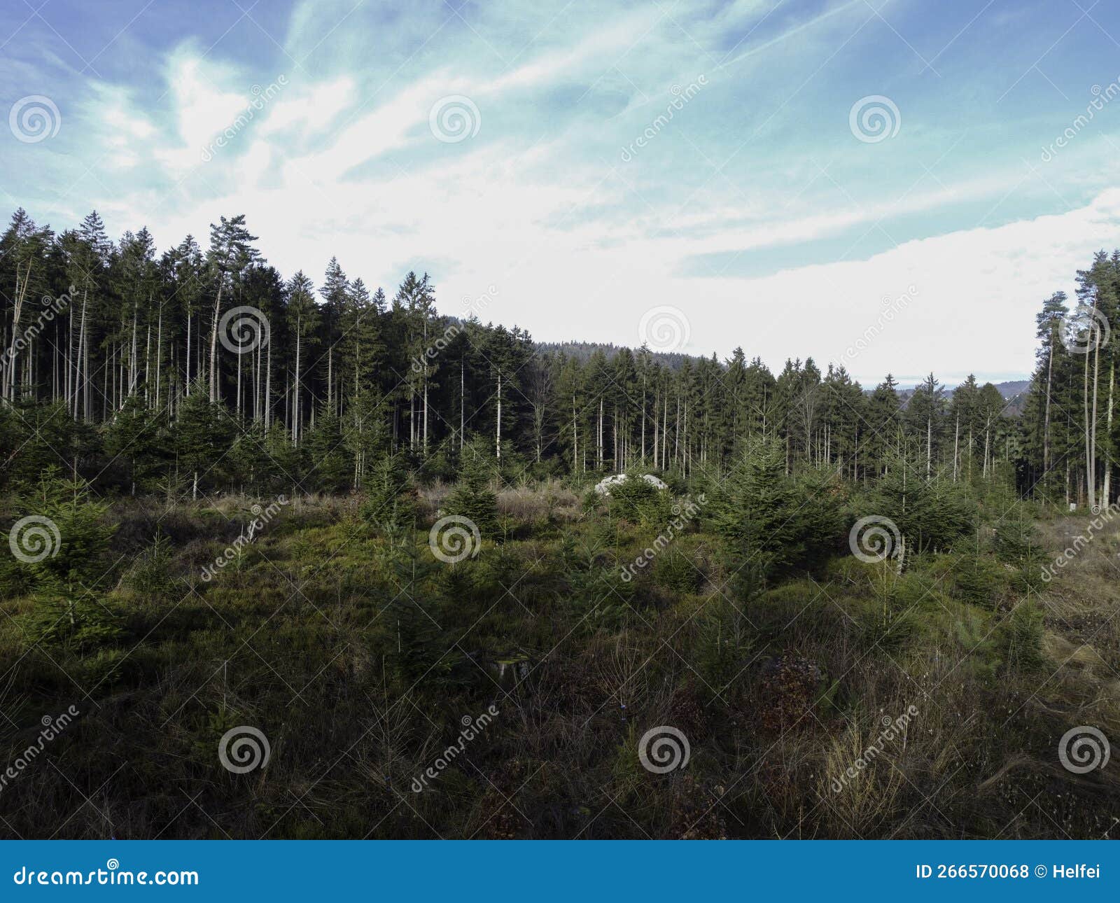 Forest Dieback and Reforestation Necessary Due To Climate Change in ...