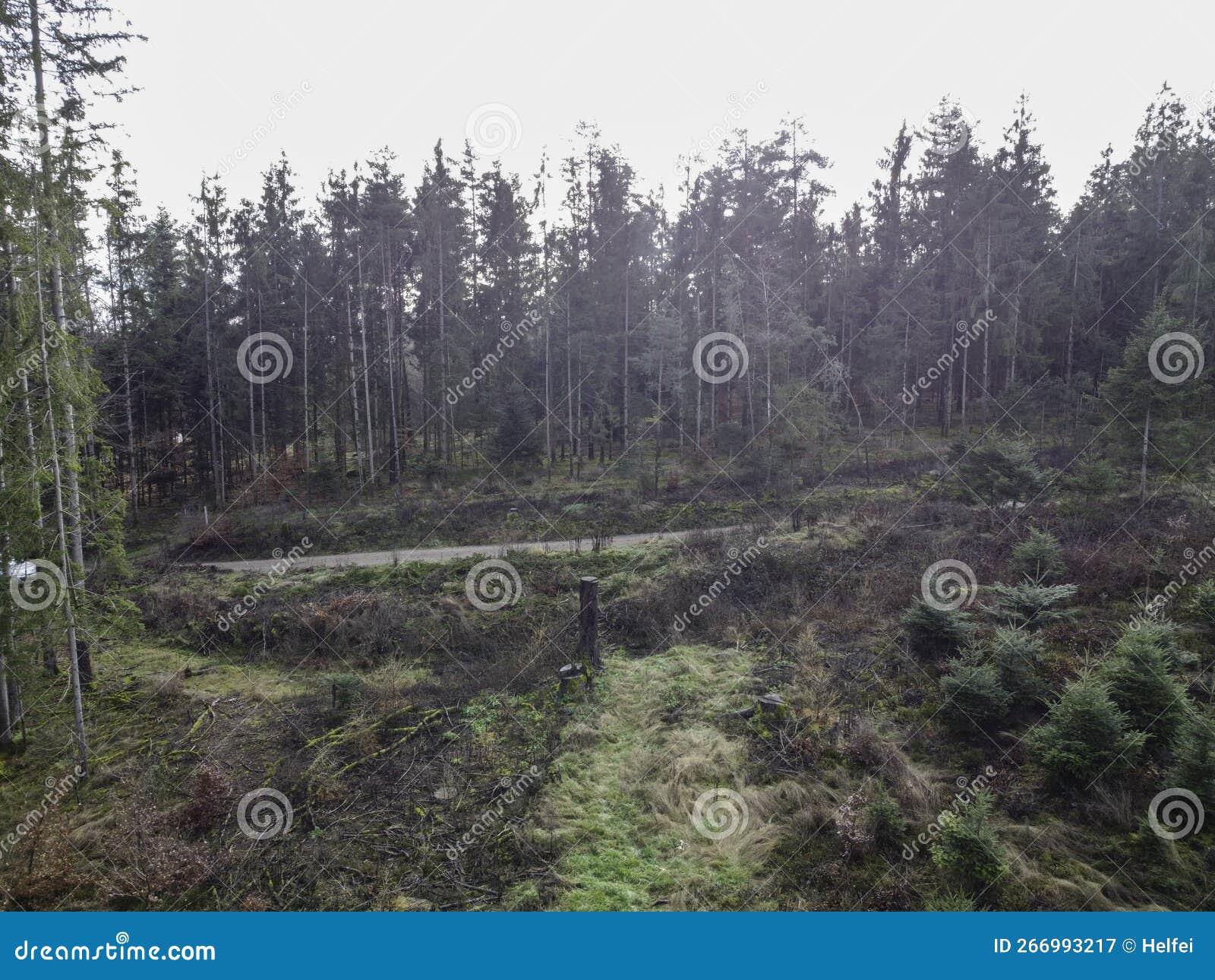 Forest Dieback and Reforestation Necessary Due To Climate Change in ...