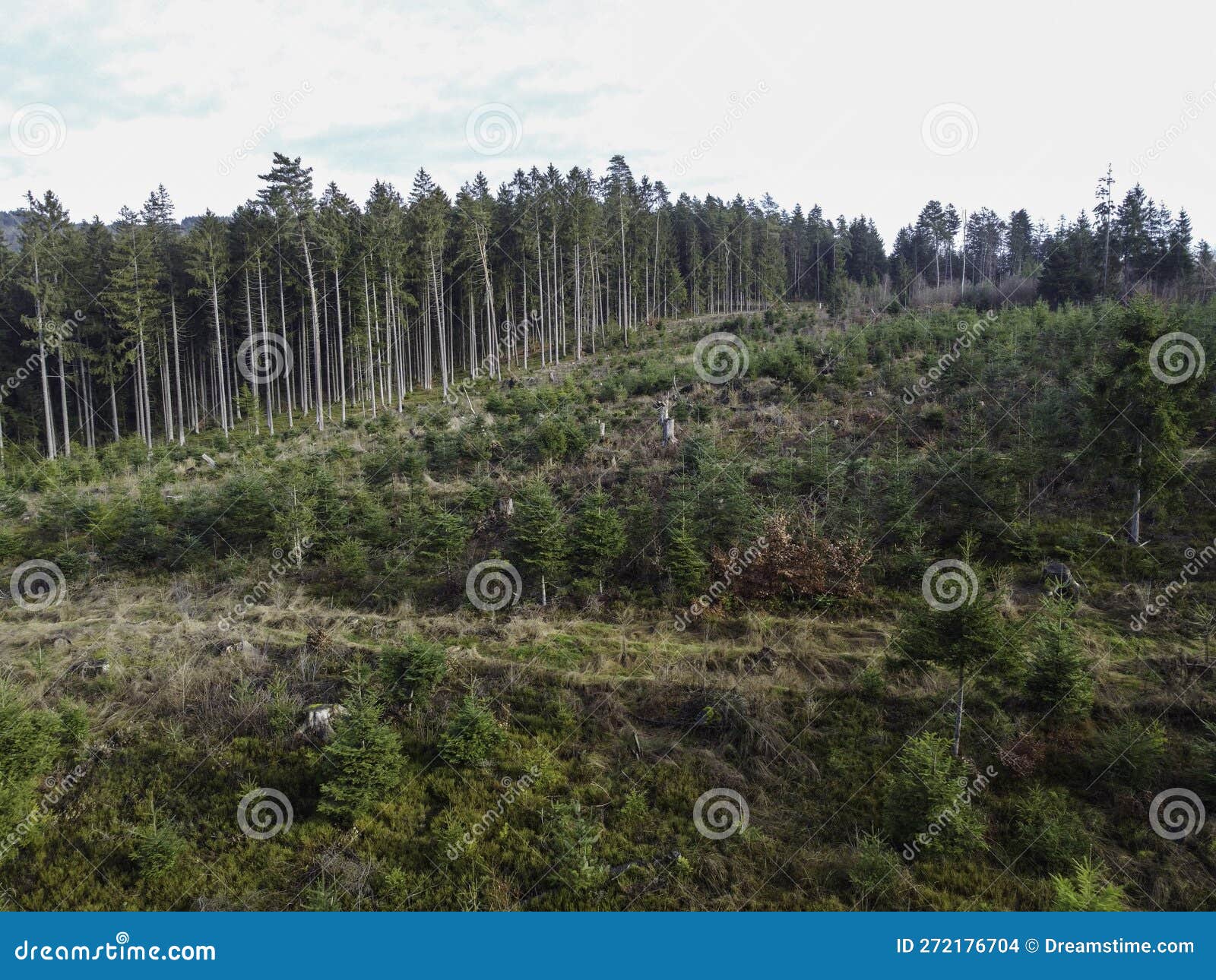 Forest Dieback and Reforestation Necessary Due To Climate Change in ...