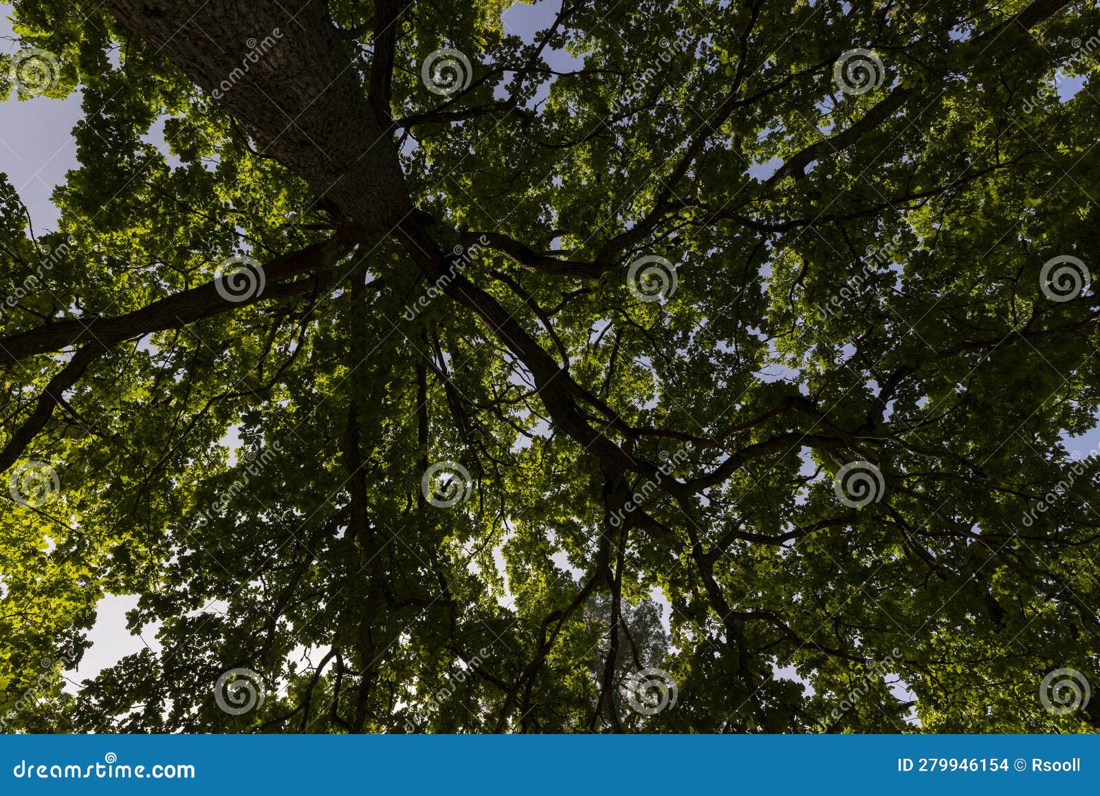 Forest with Different Trees in Summer Stock Photo - Image of foliage ...