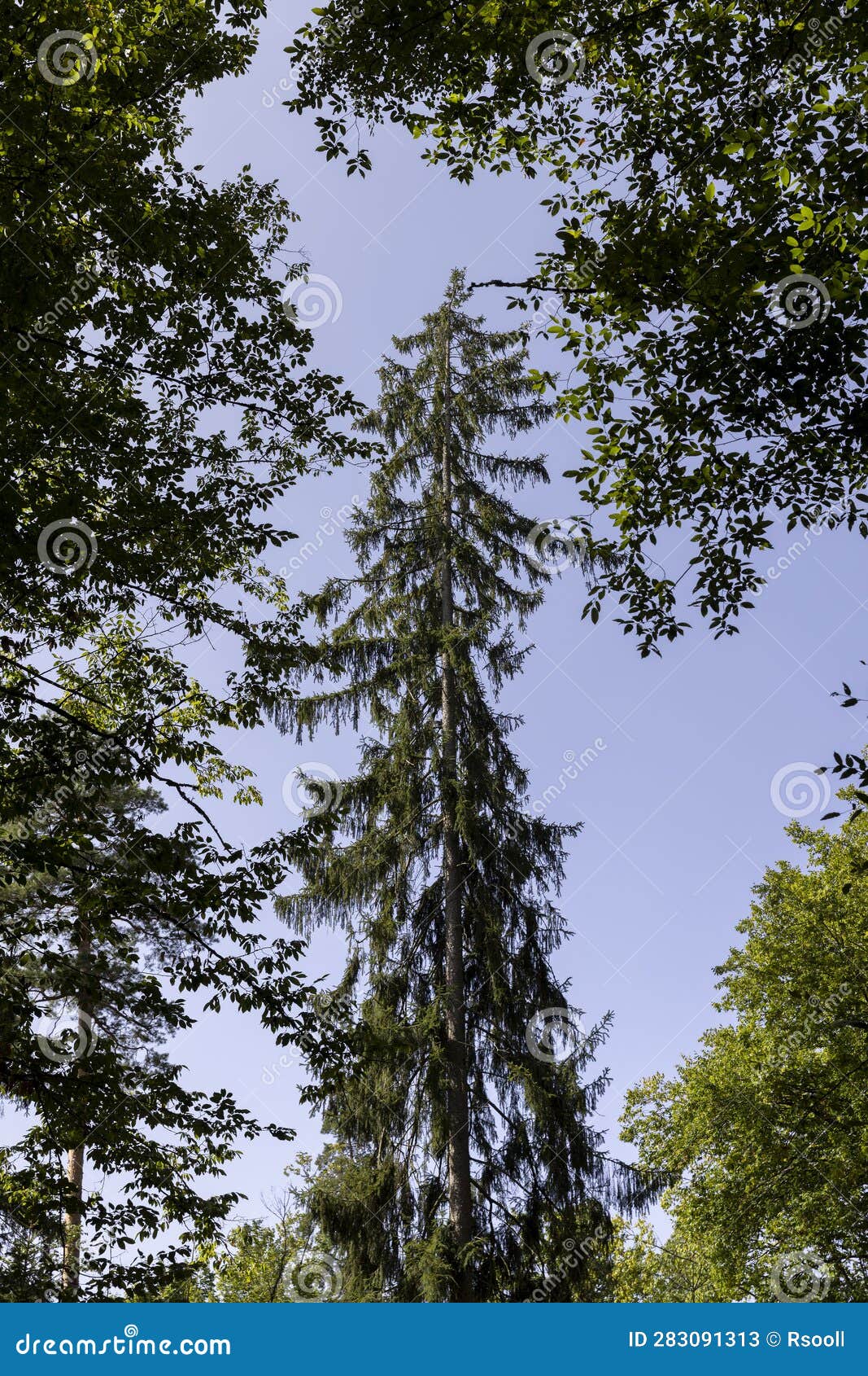 Forest with Different Trees in Summer Stock Image - Image of leaf, park ...