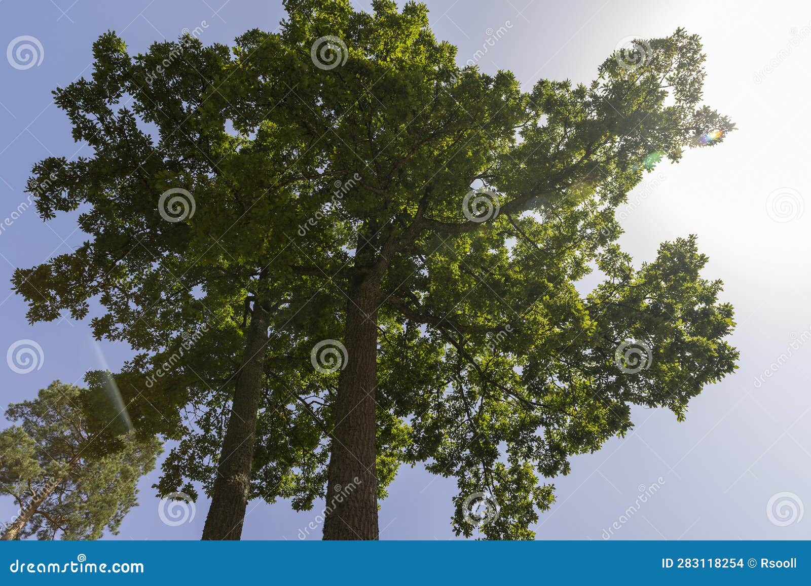 Forest with Different Trees in Summer Stock Photo - Image of ...