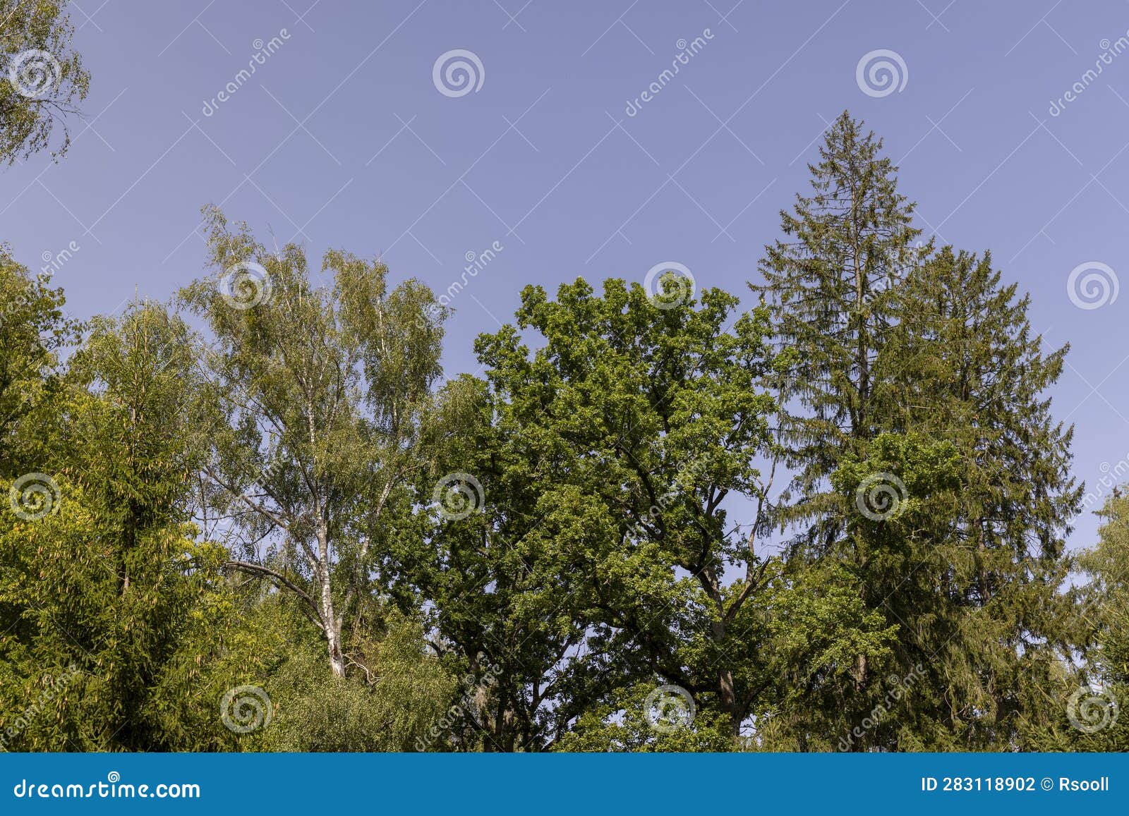 Forest with Different Trees in Summer Stock Photo - Image of summer ...