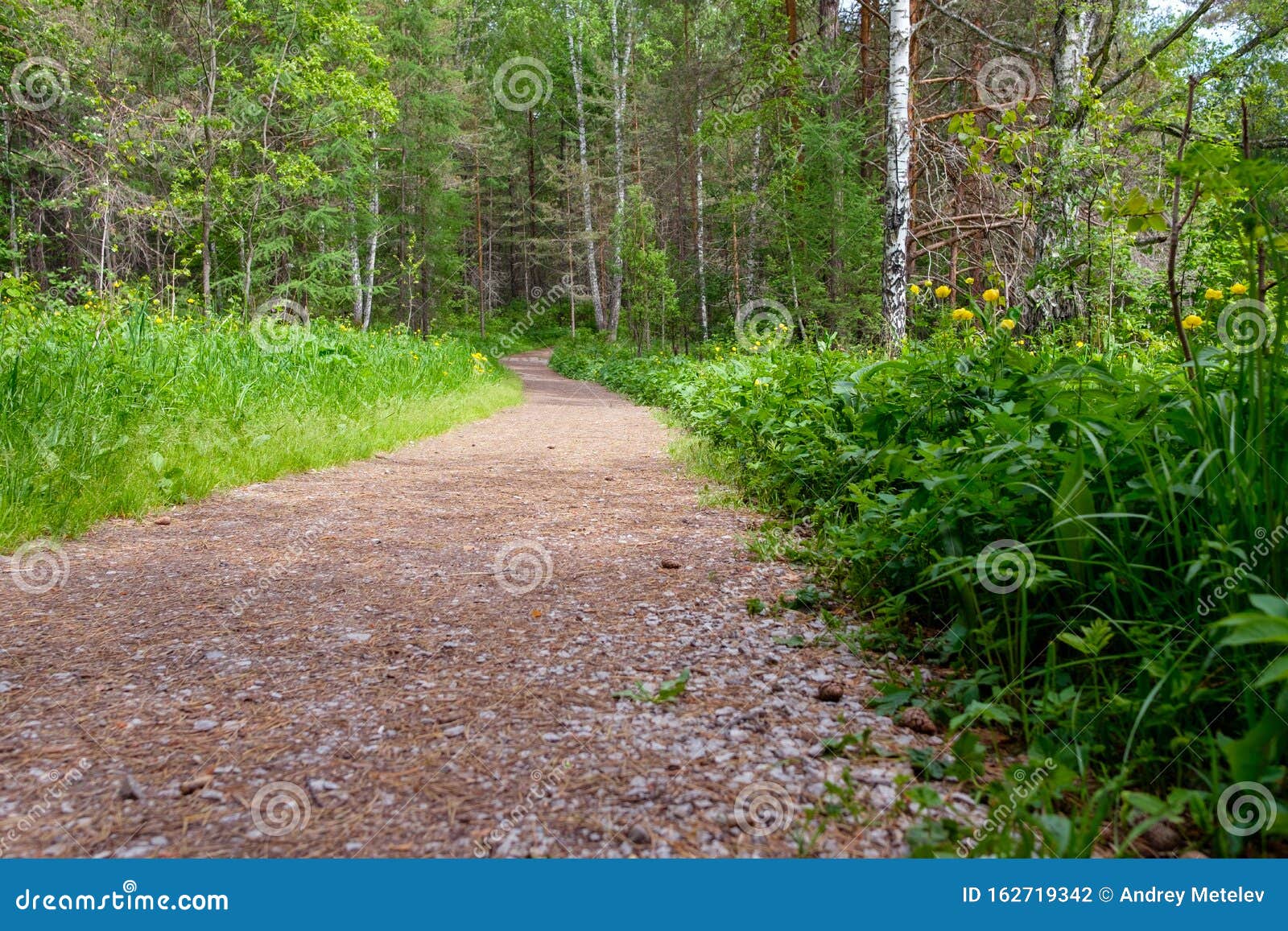 Forest Dirt Path Winding Going through the Natural Park on Both Sides ...