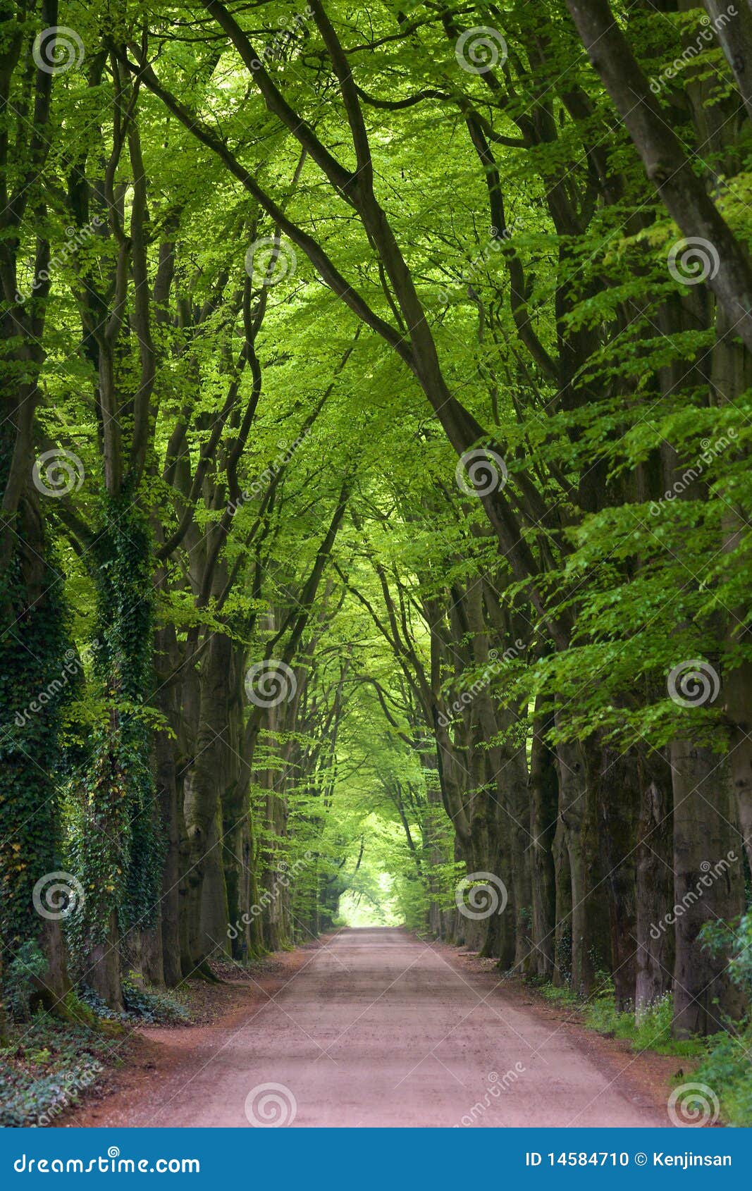 Forest dirt road stock photo. Image of environment, nature - 14584710