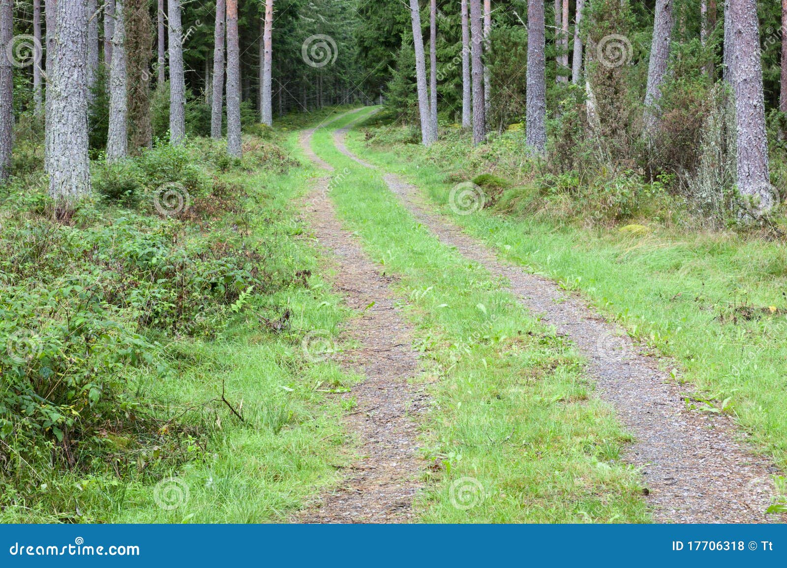 Forest dirt road stock photo. Image of scenery, conifers - 17706318