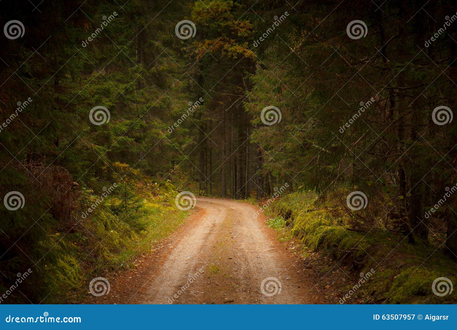Forest Dirt Road stockbild. Bild von boden, baum, umgebung - 63507957