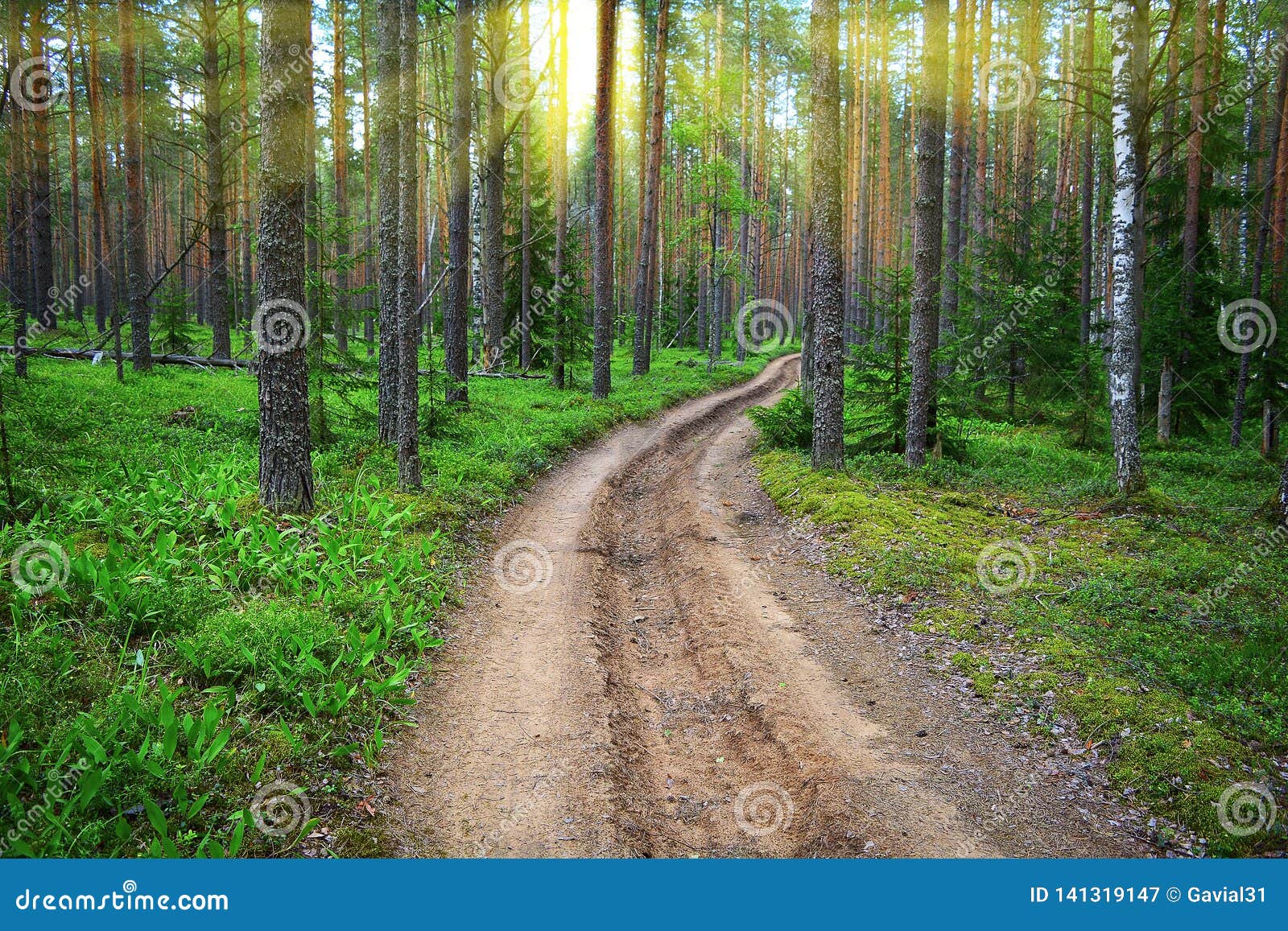 Forest Dirt Road. Bright Sun Rays Shine through the Pines Stock Image ...