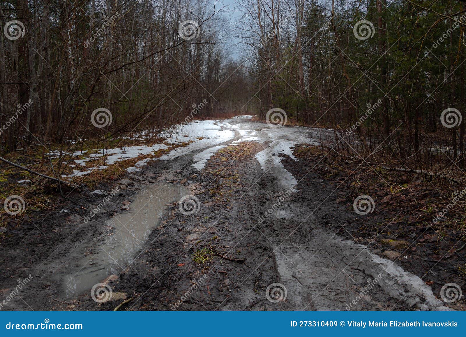 Forest Dirt Road Broken by Wheels, Puddles on a Rut Stock Image - Image ...