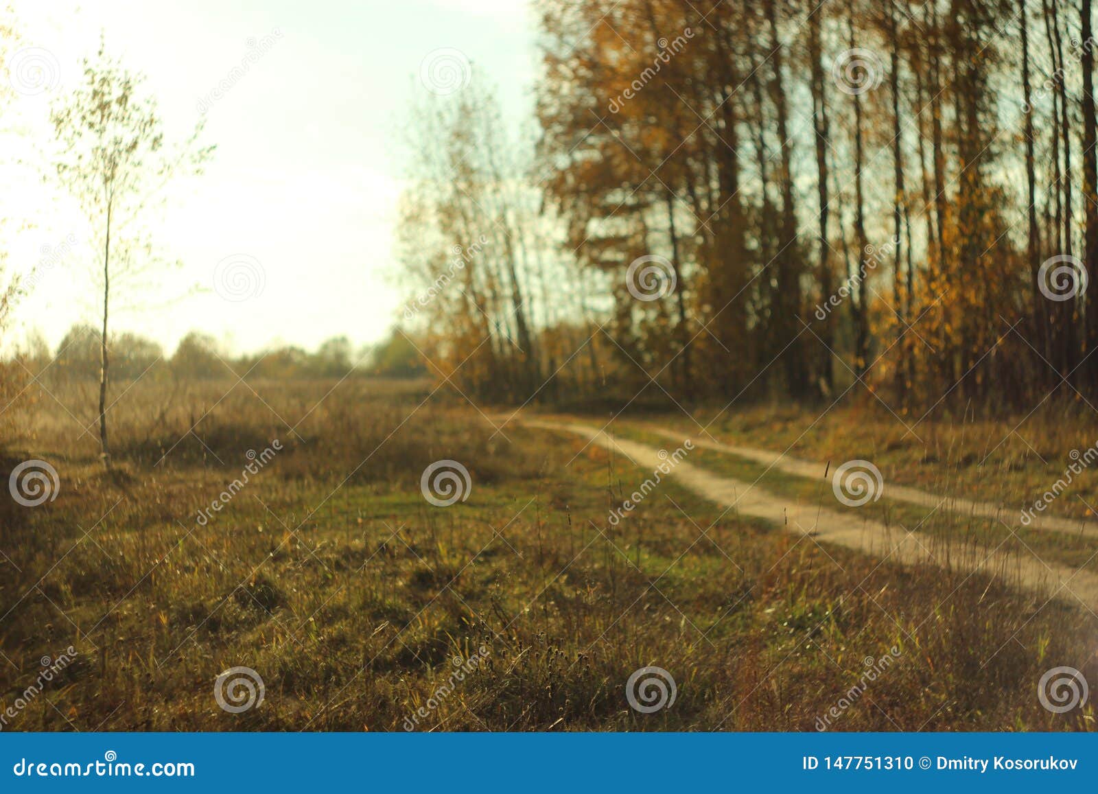 Forest Dirt Road on a Hot Day Stock Photo - Image of field, america ...