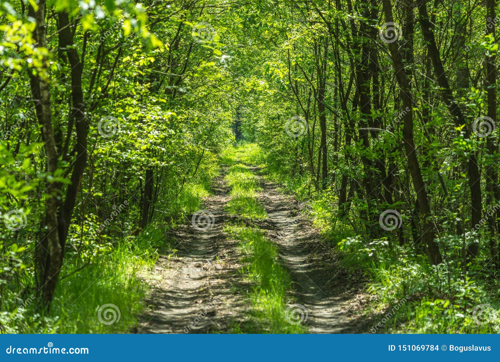 A Road Running through a Deciduous Forest. Stock Photo - Image of trees ...