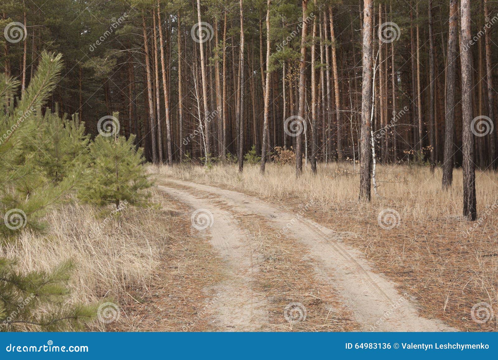 Forest dirt road stock photo. Image of rural, natural - 64983136