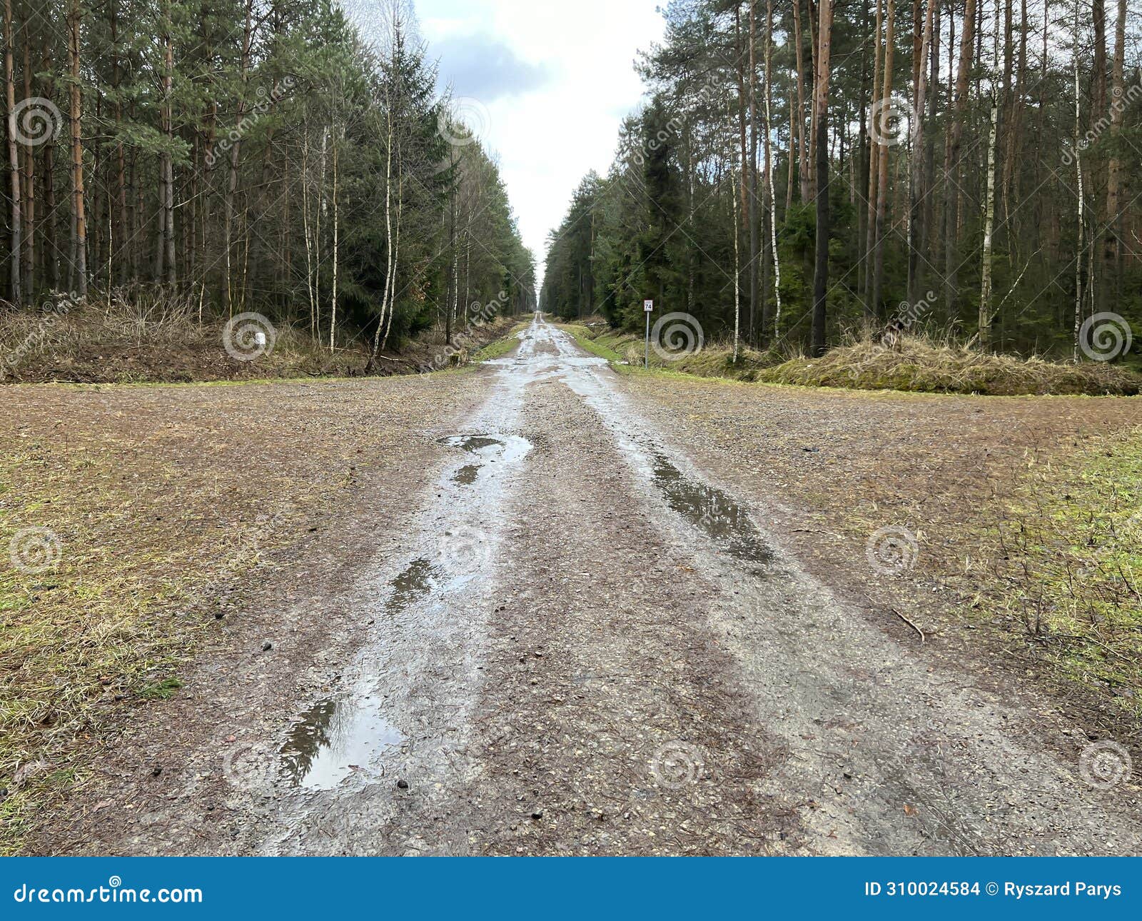 Forest, Dirt Roads during the Spring Melting of Snow with Numerous ...