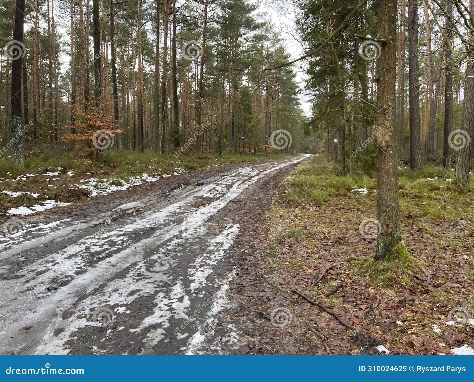 Forest, Dirt Roads during the Spring Melting of Snow with Numerous ...