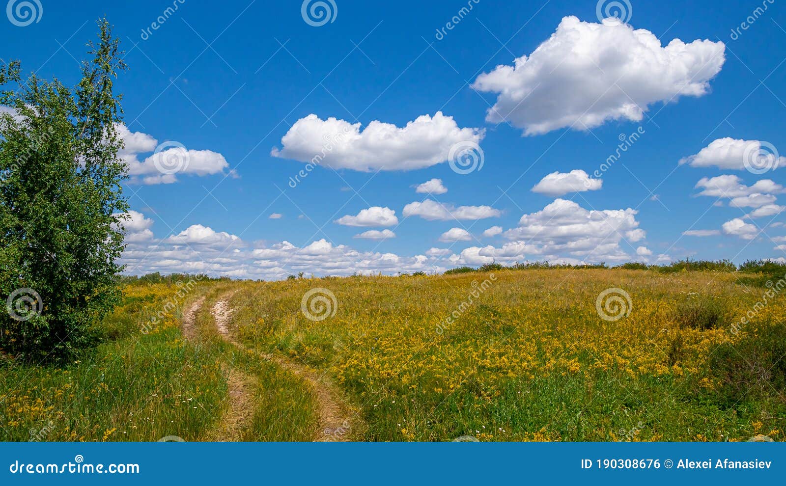 Forest Dirt Roads among Trees and Fields Stock Photo - Image of path ...