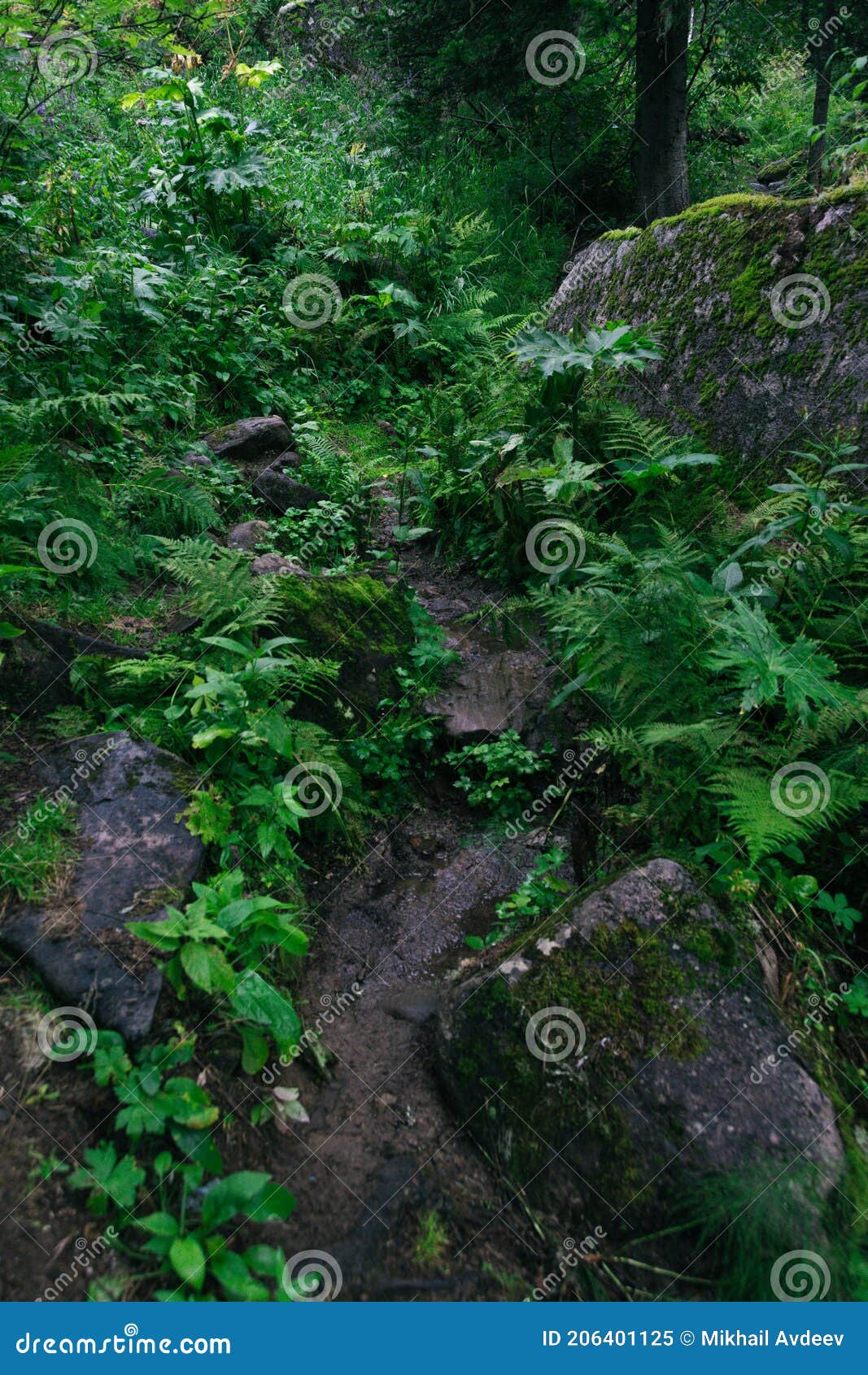 Forest Dirt Trail in Green Forest Stock Image - Image of wood, trunk ...