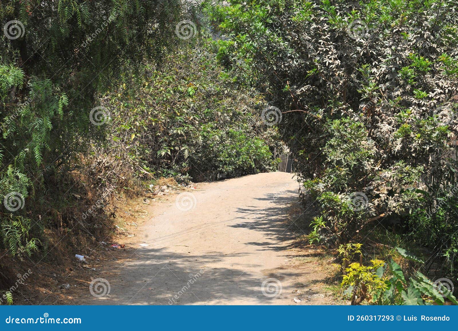 Forest dirth roat path stock image. Image of iquitos - 260317293