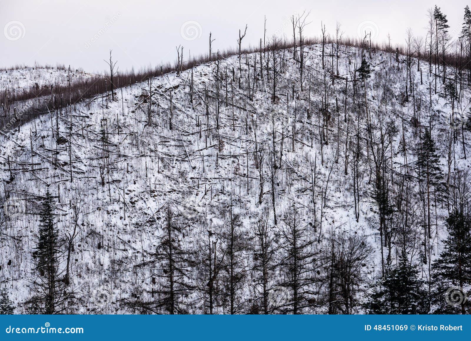 Forest disaster stock image. Image of forest, tornado - 48451069