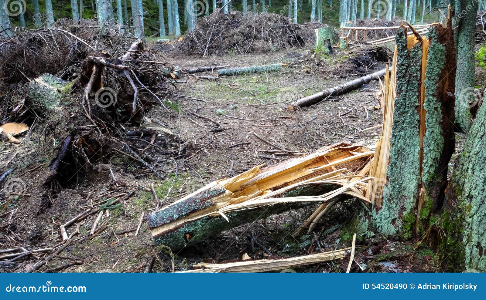 Forest disaster stock photo. Image of mountains, jasna - 54520490