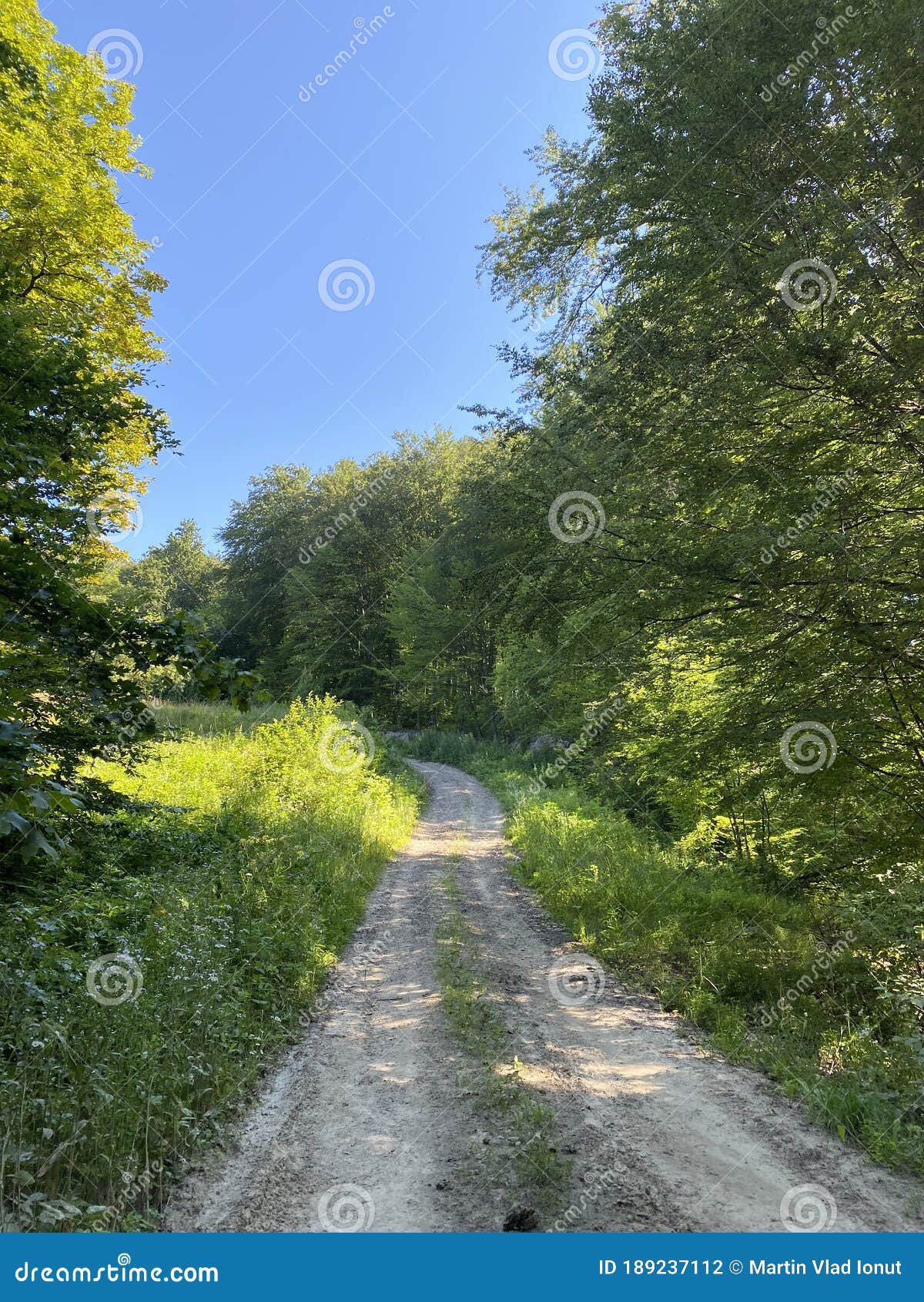 Pure Forest. Nice nature! stock photo. Image of environment - 189237112