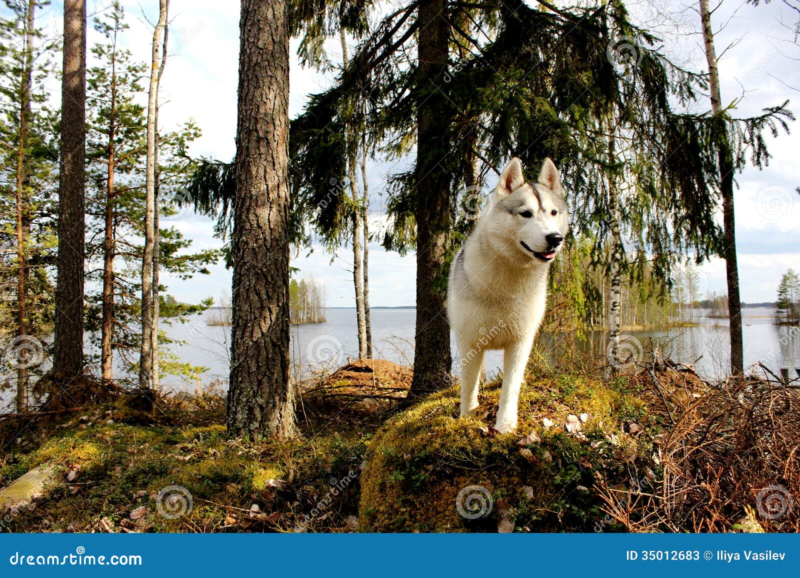 Forest, dog and lake stock image. Image of lake, landscape - 35012683