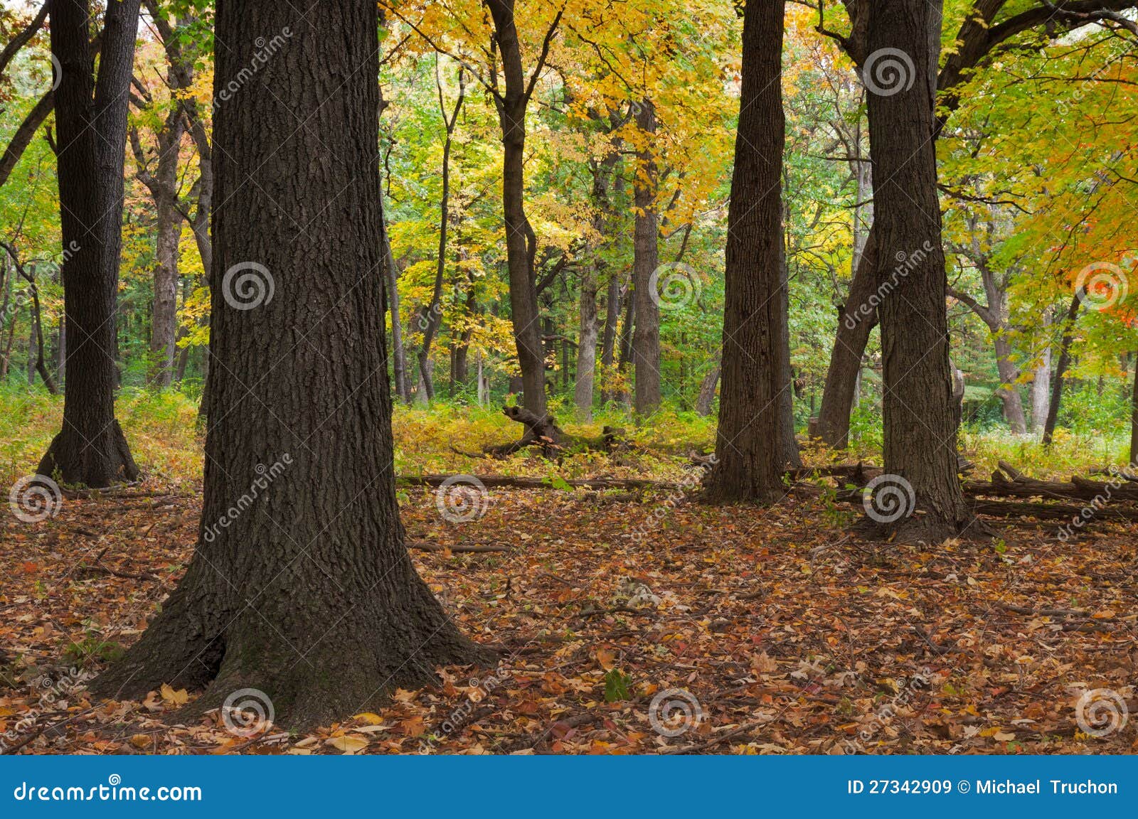 Forest Door stock image. Image of preserve, trees, branch - 27342909