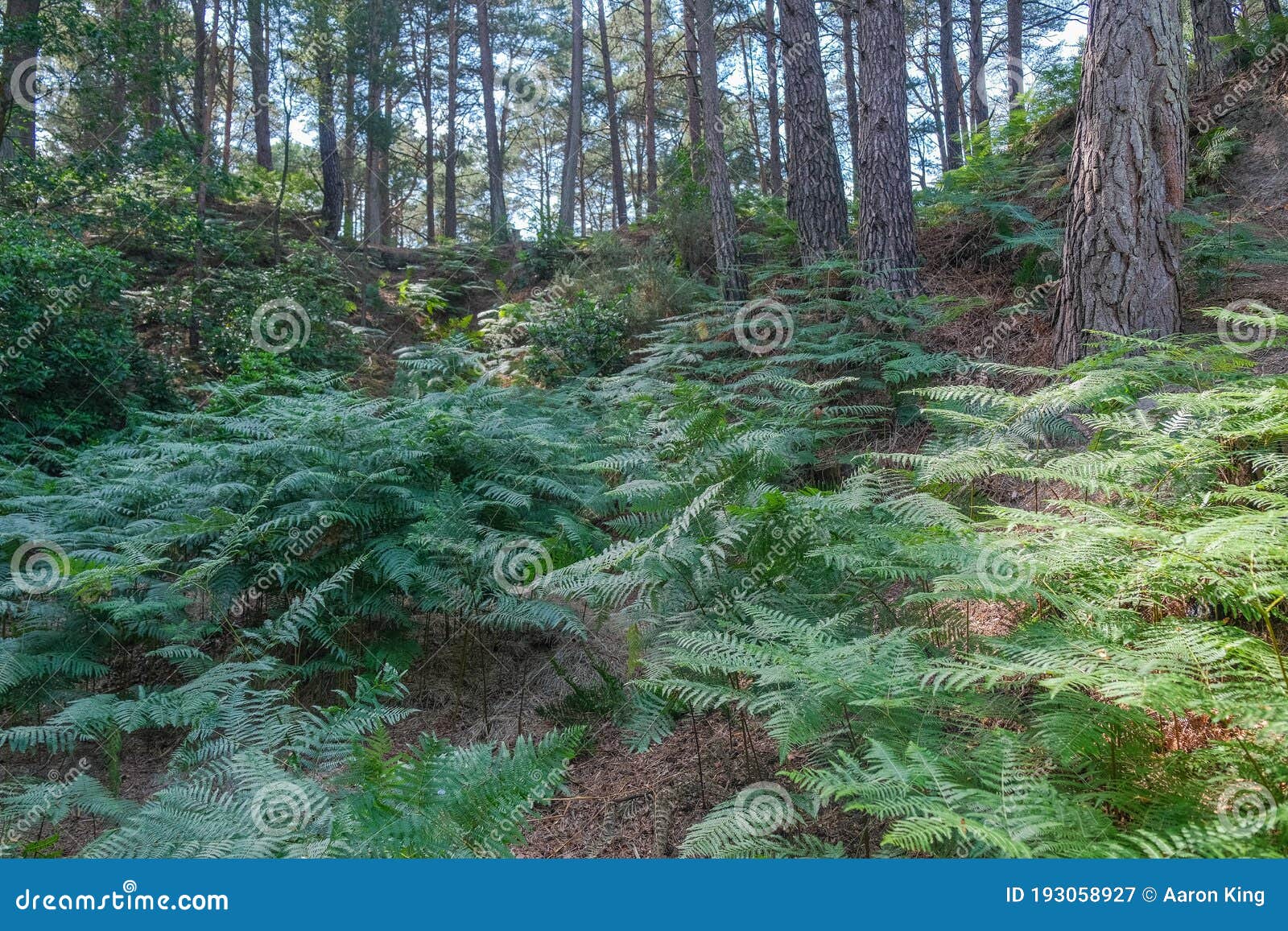 Forest in Dorset stock image. Image of leaf, woodland - 193058927