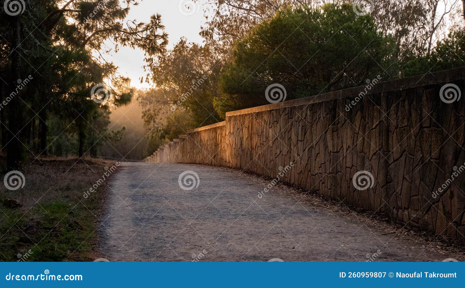 Forest down the pathway stock image. Image of plant - 260959807