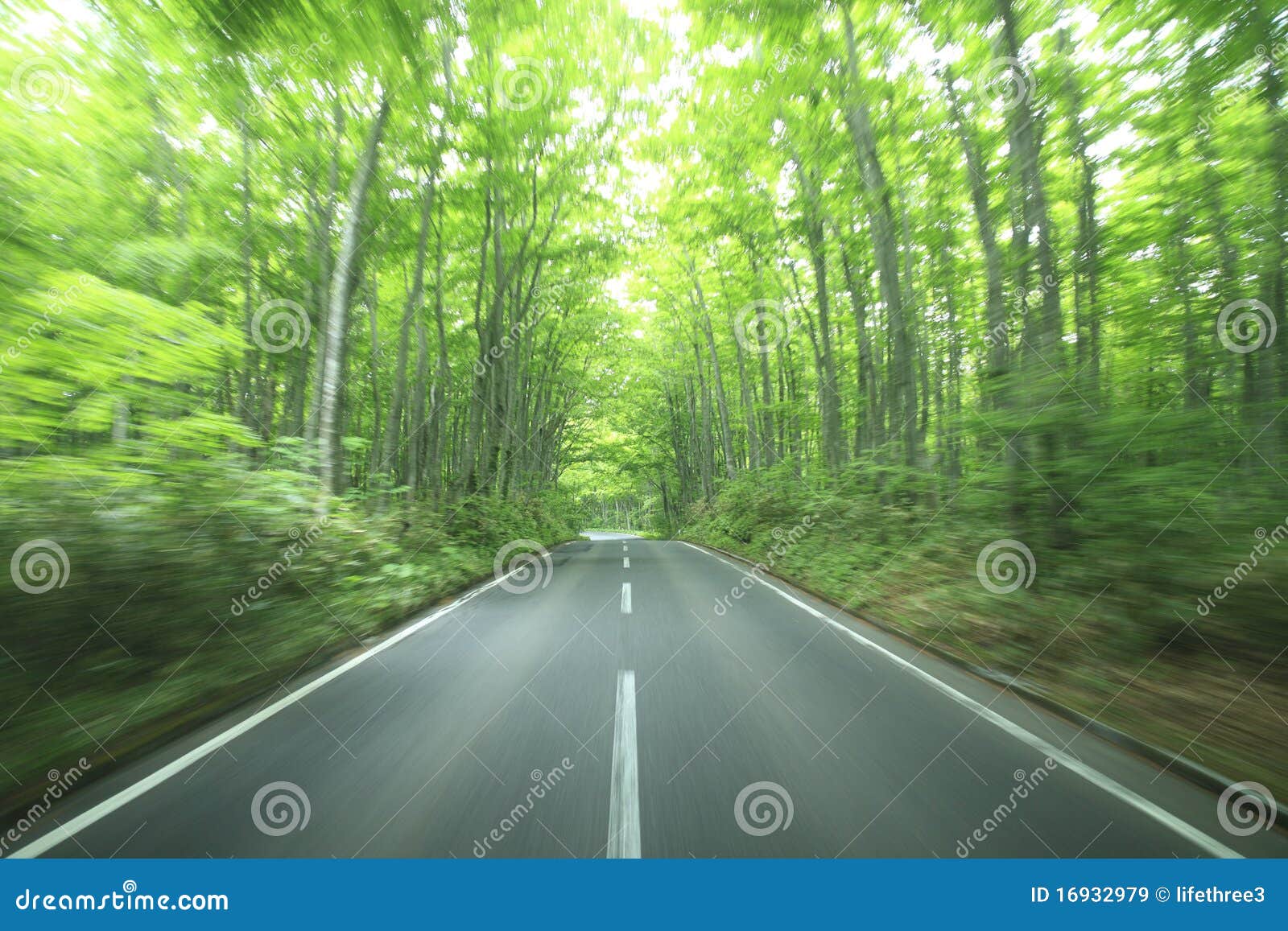 Forest drive stock image. Image of dividing, landscape - 16932979