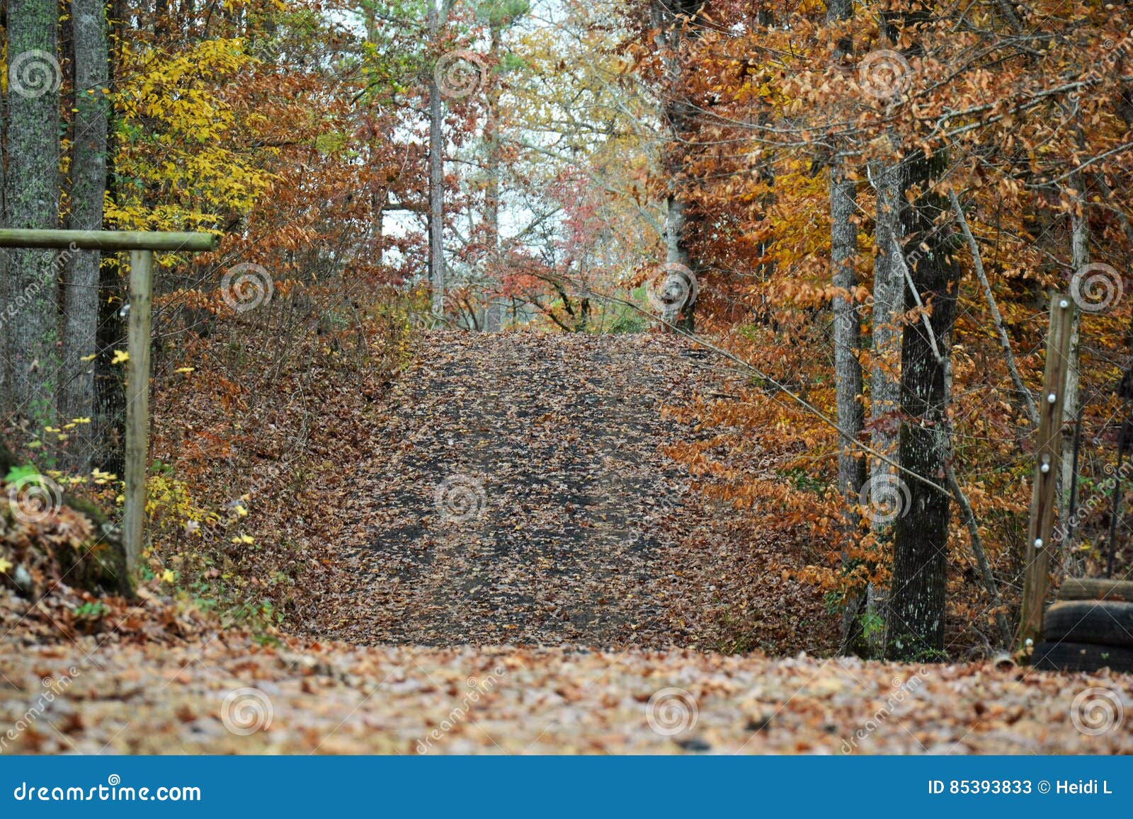 Forest Driveway stock image. Image of fall, grass, outdoor - 85393833