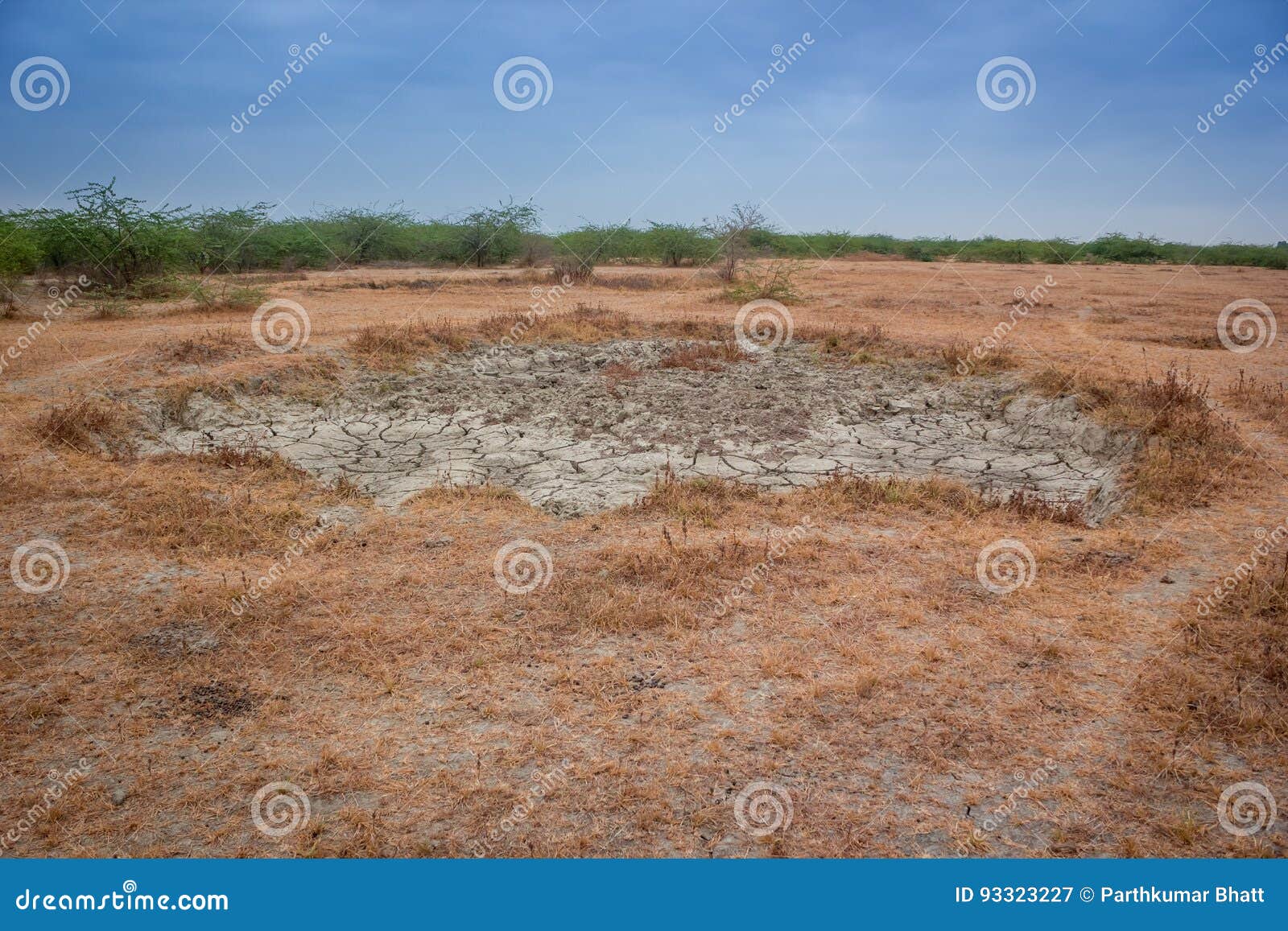 Forest Drought stock image. Image of climate, water, change - 93323227