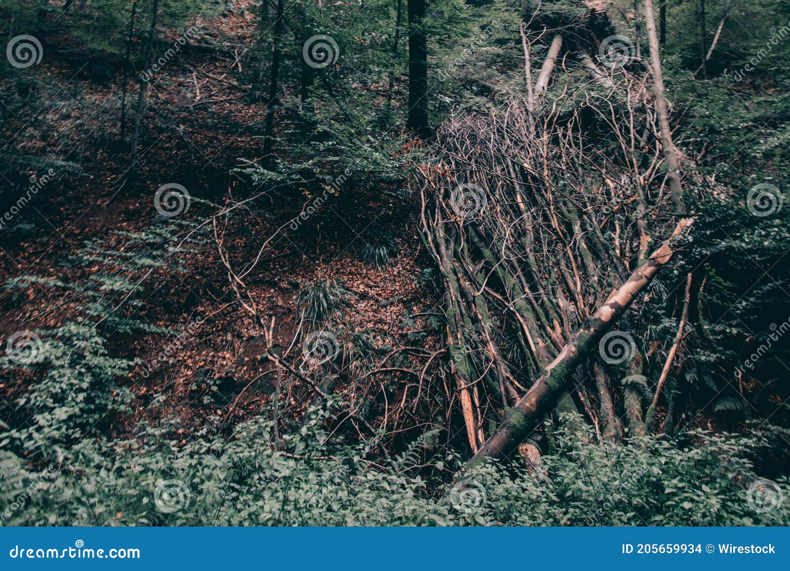 Forest with dry trees stock photo. Image of foliage - 205659934