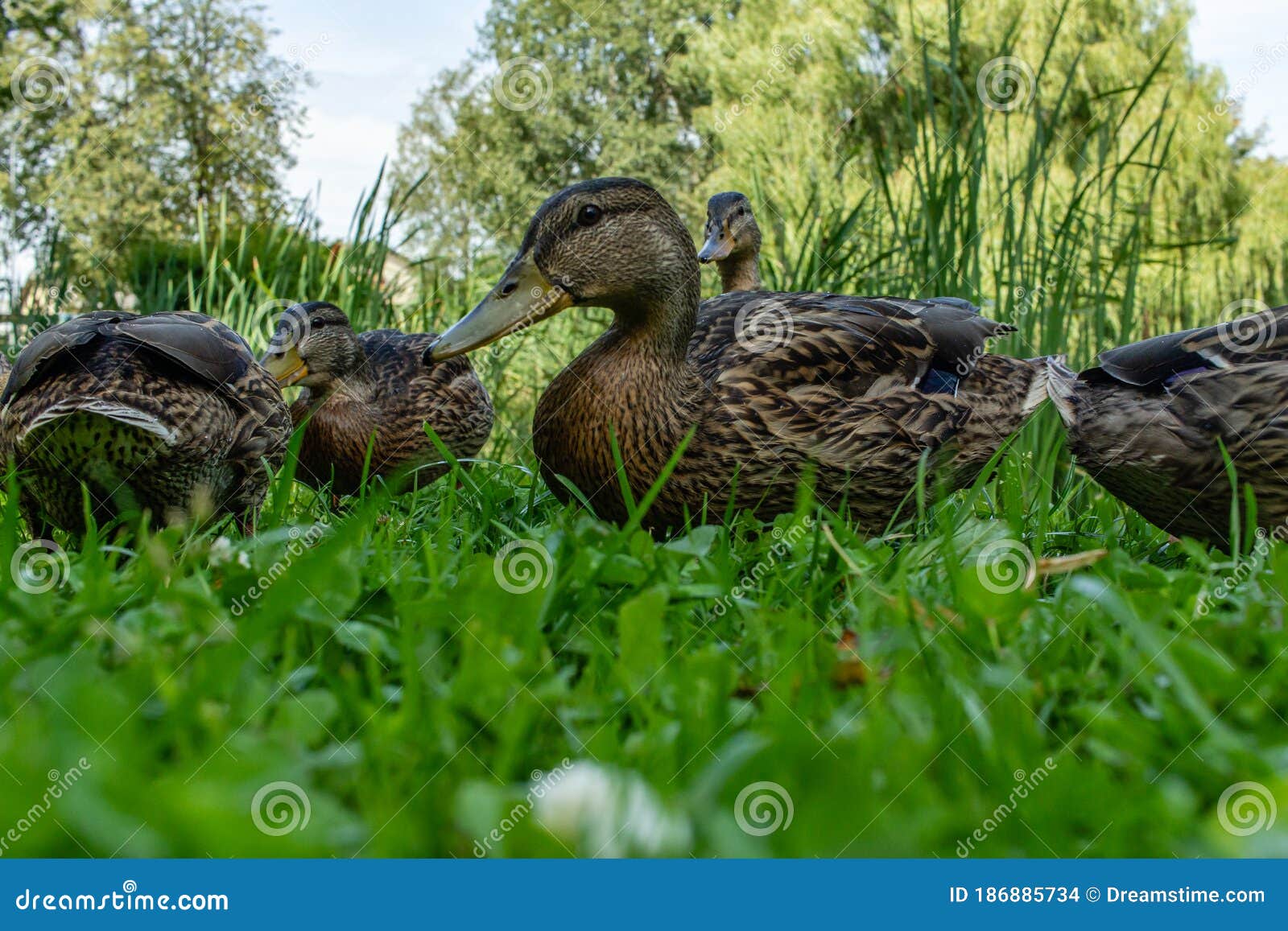 Forest Ducks in Green Grass Stock Photo - Image of forest, states ...