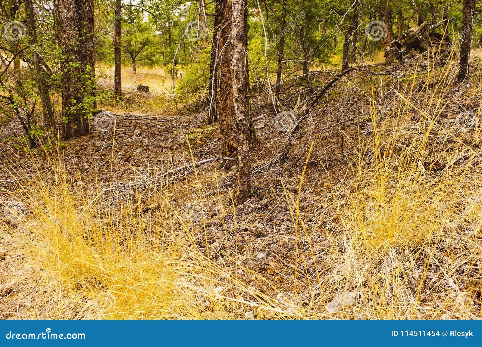 Forest Duff Under Pine Trees Stock Photo - Image of trees, ecology ...