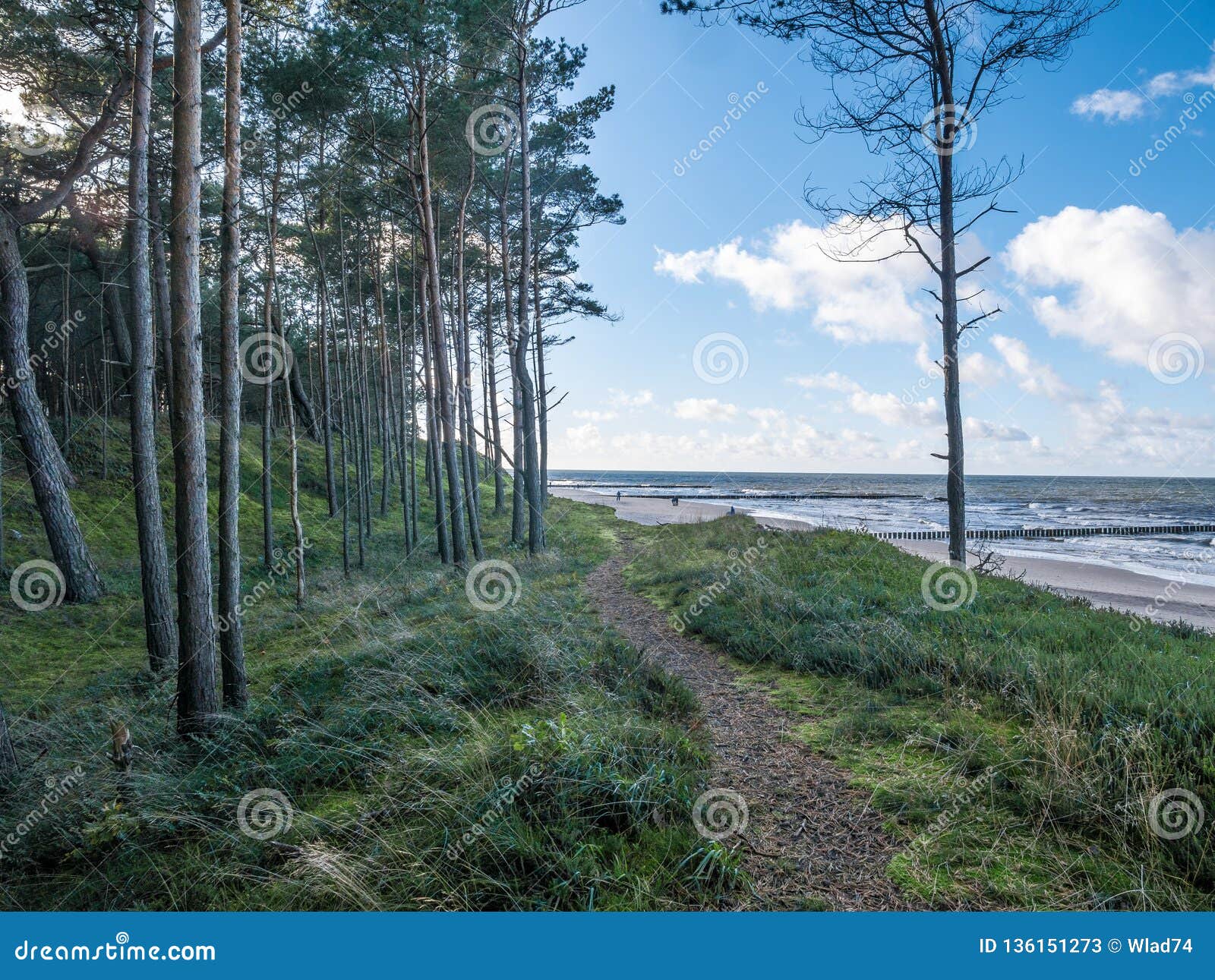 The Forest on a Dune in Sunlight Stock Image - Image of cloud, tree ...